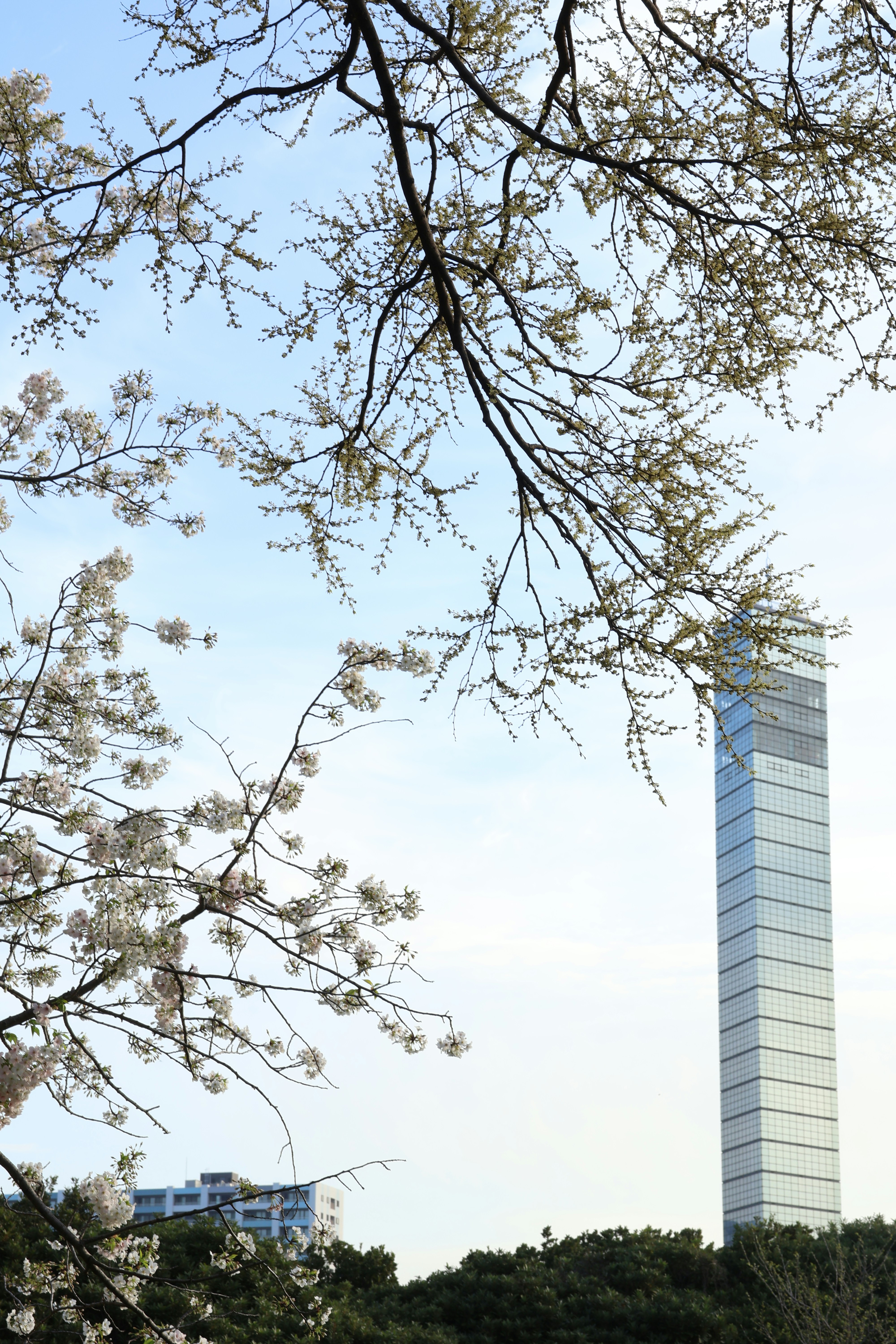 Glass Tower in Bloom: A Cityscape Framed by Spring Branches