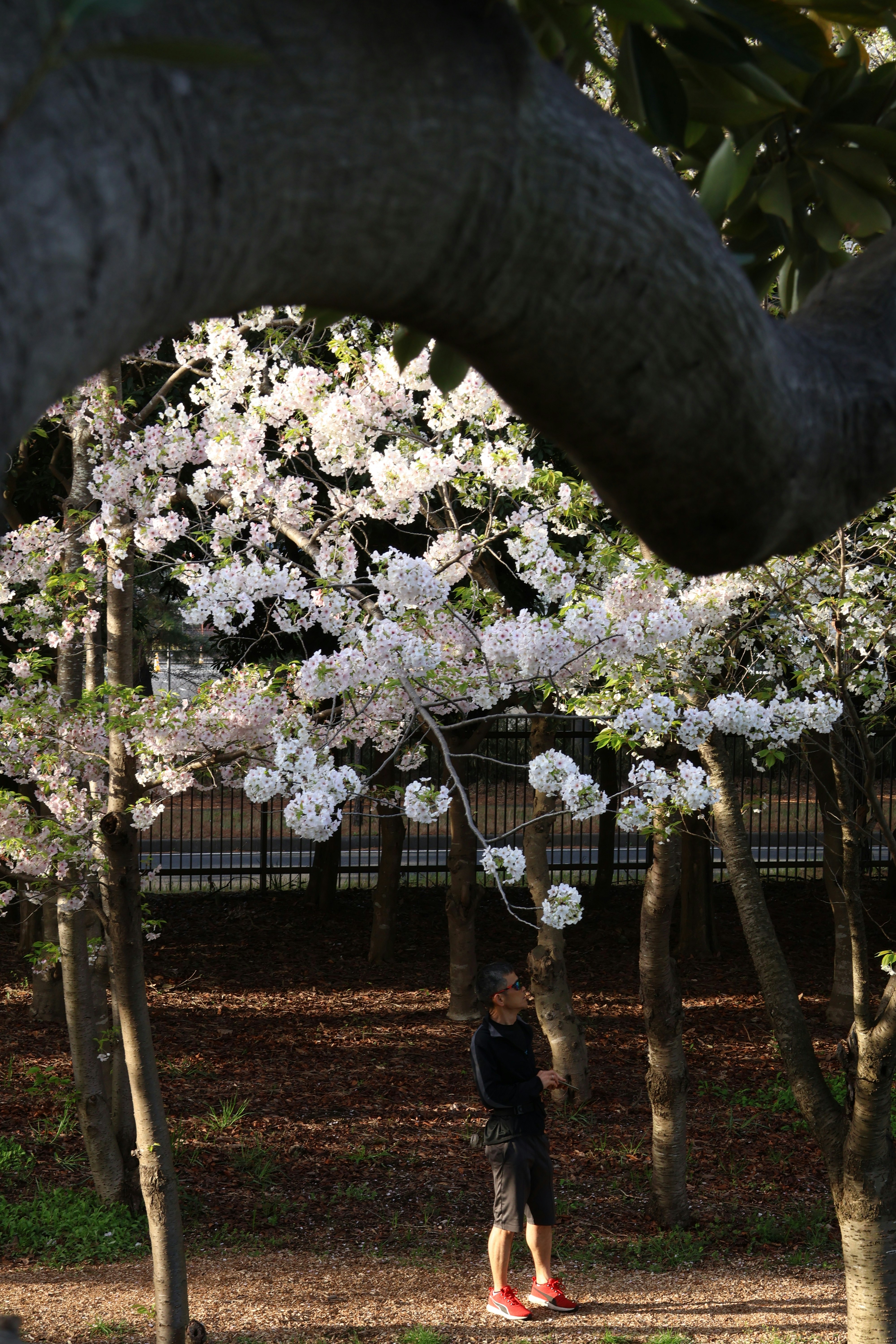 Under the White Bloom Canopy: A Quiet Moment Beneath Spring Blossoms