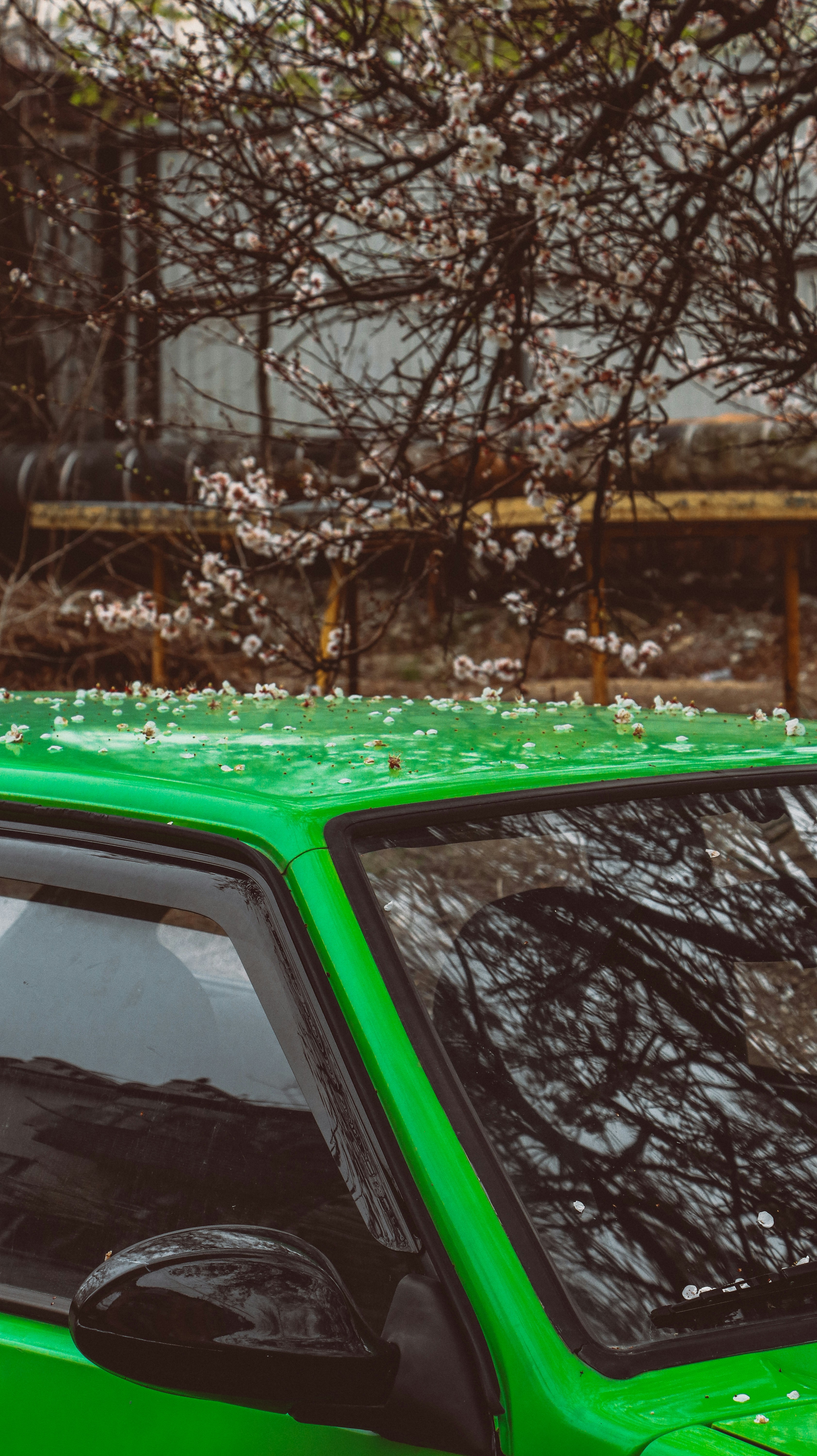 Neon-Green Ride Under a Blooming Canopy