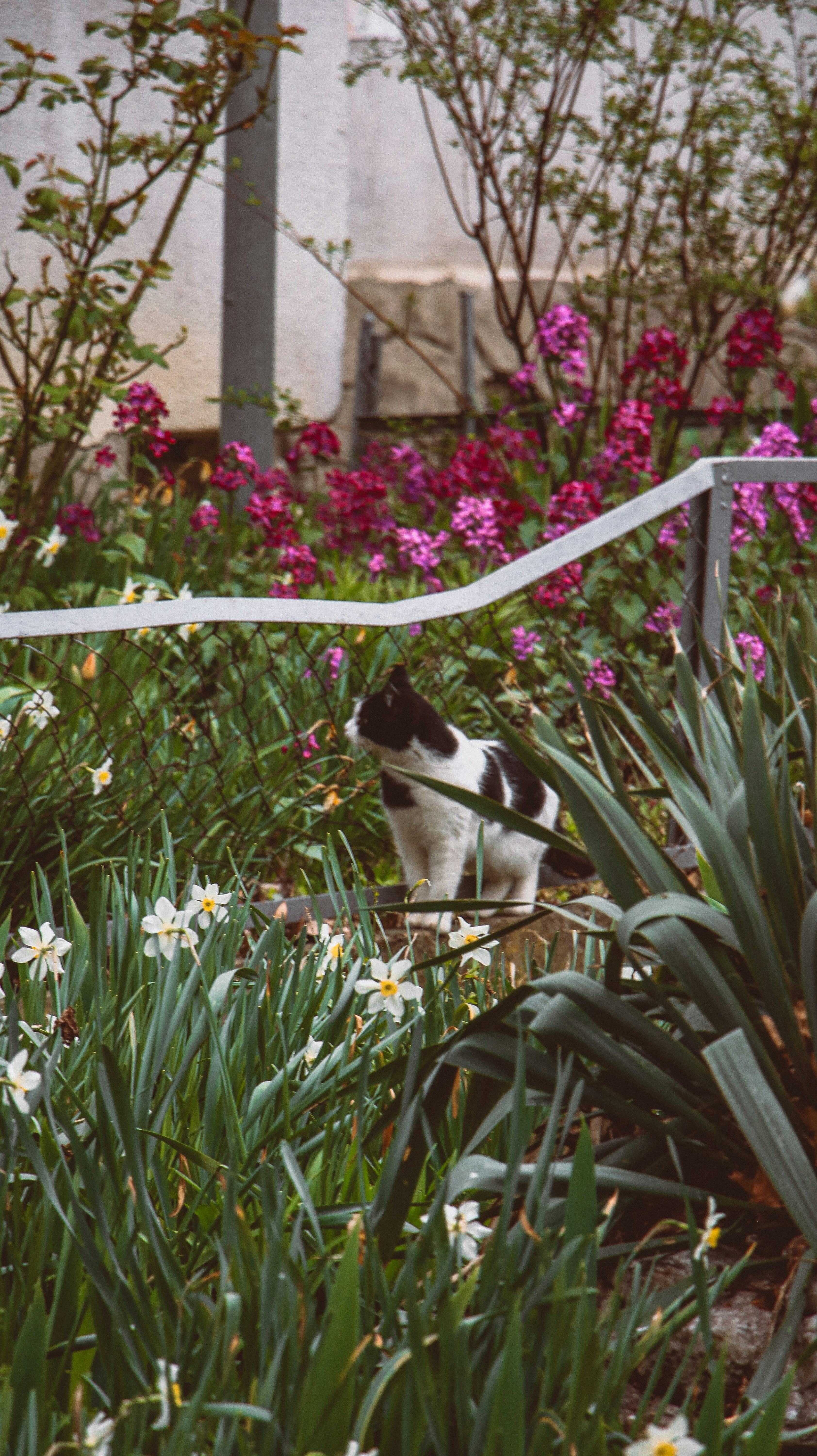 Whiskers in the Garden's Quiet Border: A Cat Amid Spring Blooms