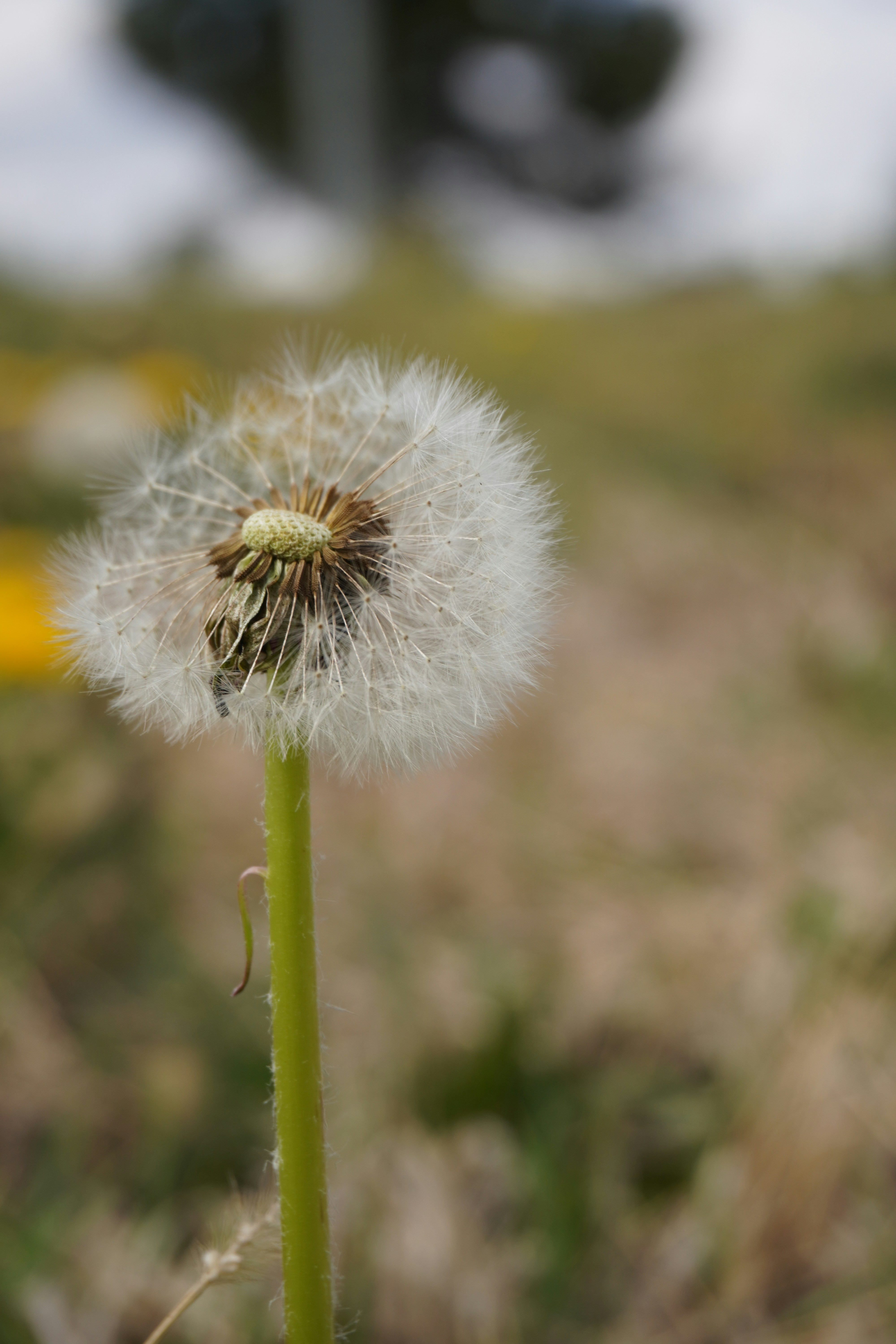 Fluffy Dandelion Burst in a Quiet Field