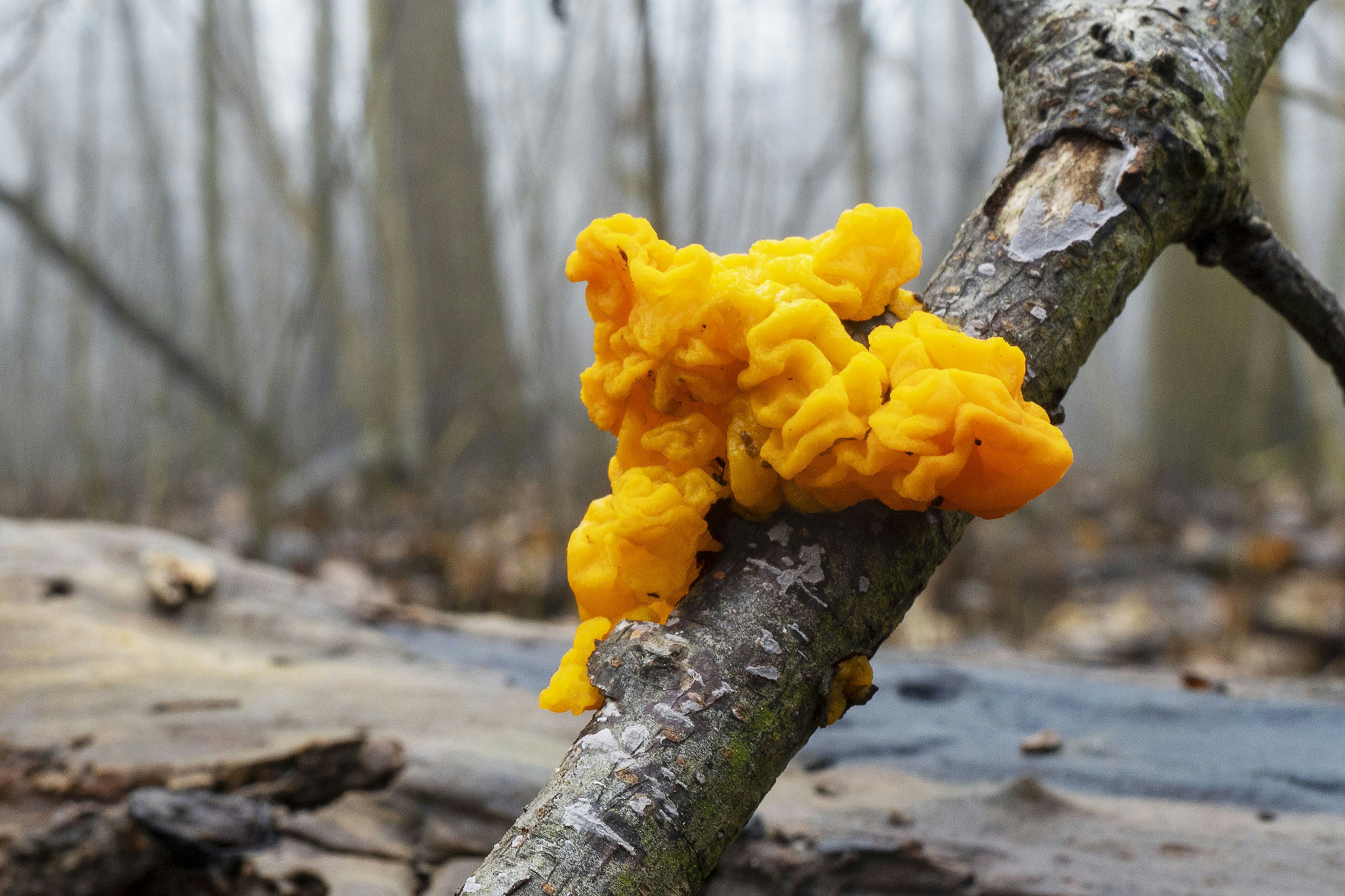 El hongo amarillo crece en la rama de un árbol. foto – Imagen de Planta ...