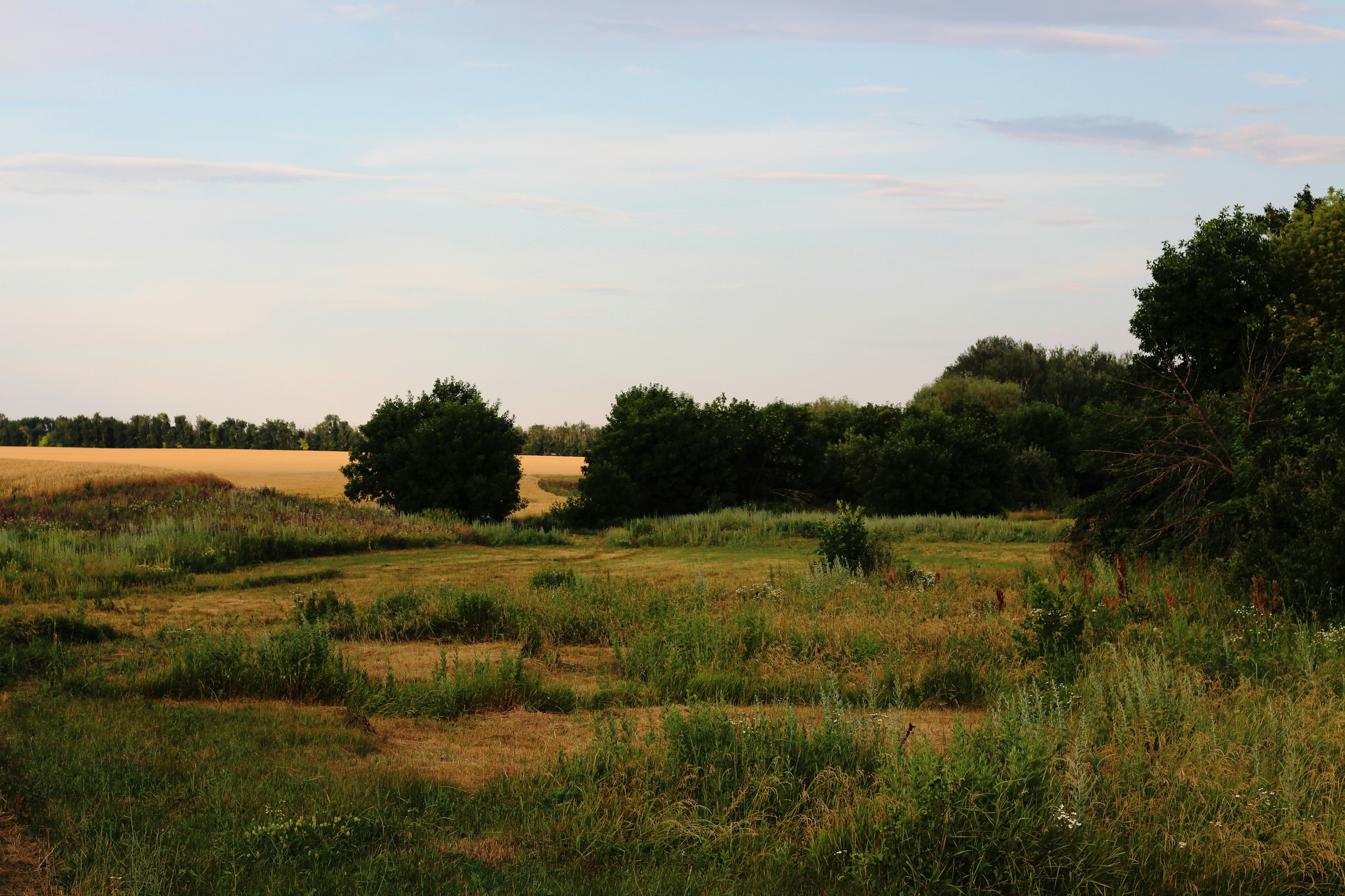 A scenic, open field with lush, green foliage. photo – Free Summer ...