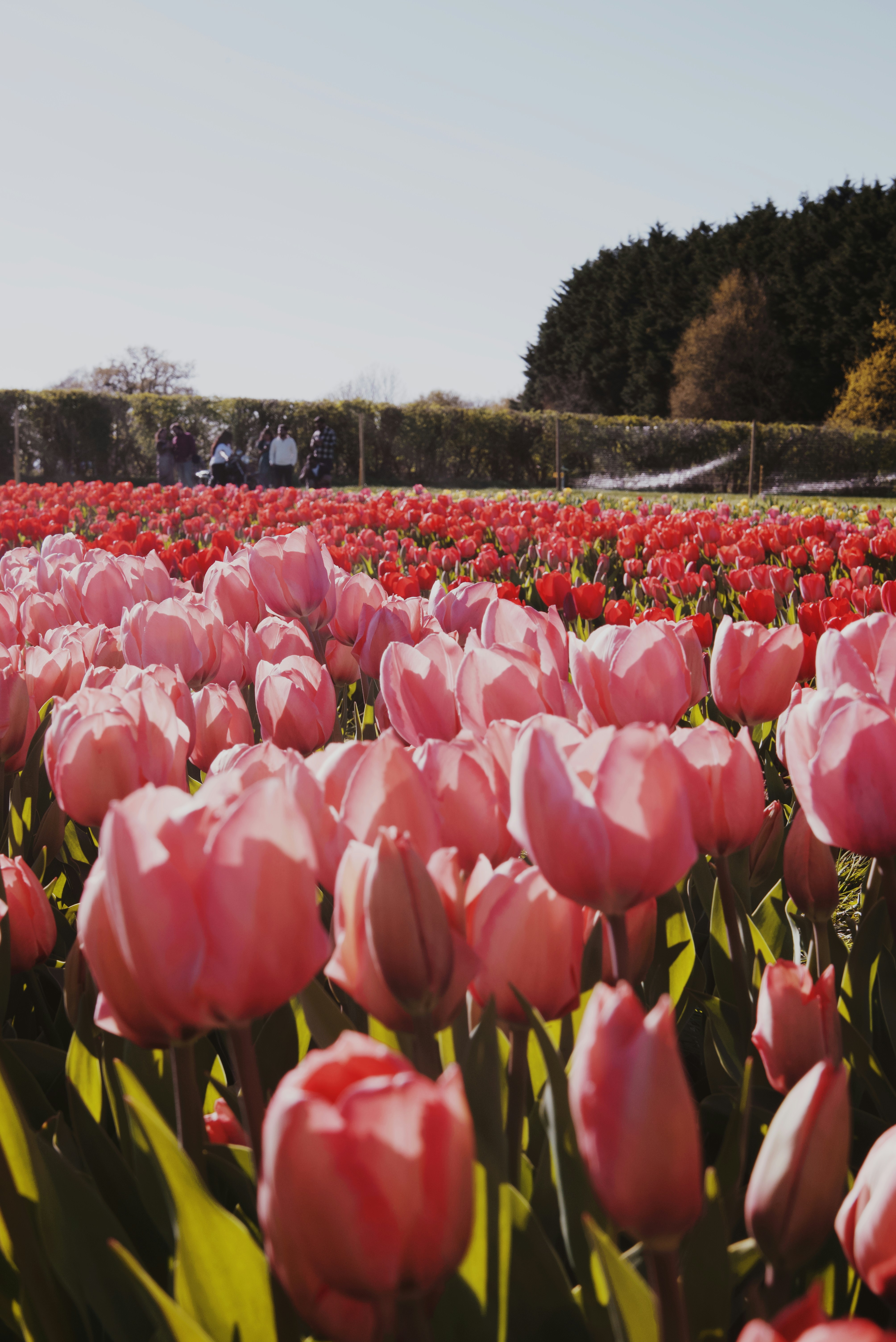 De belles tulipes roses et rouges fleurissent dans un champ ensoleillé ...