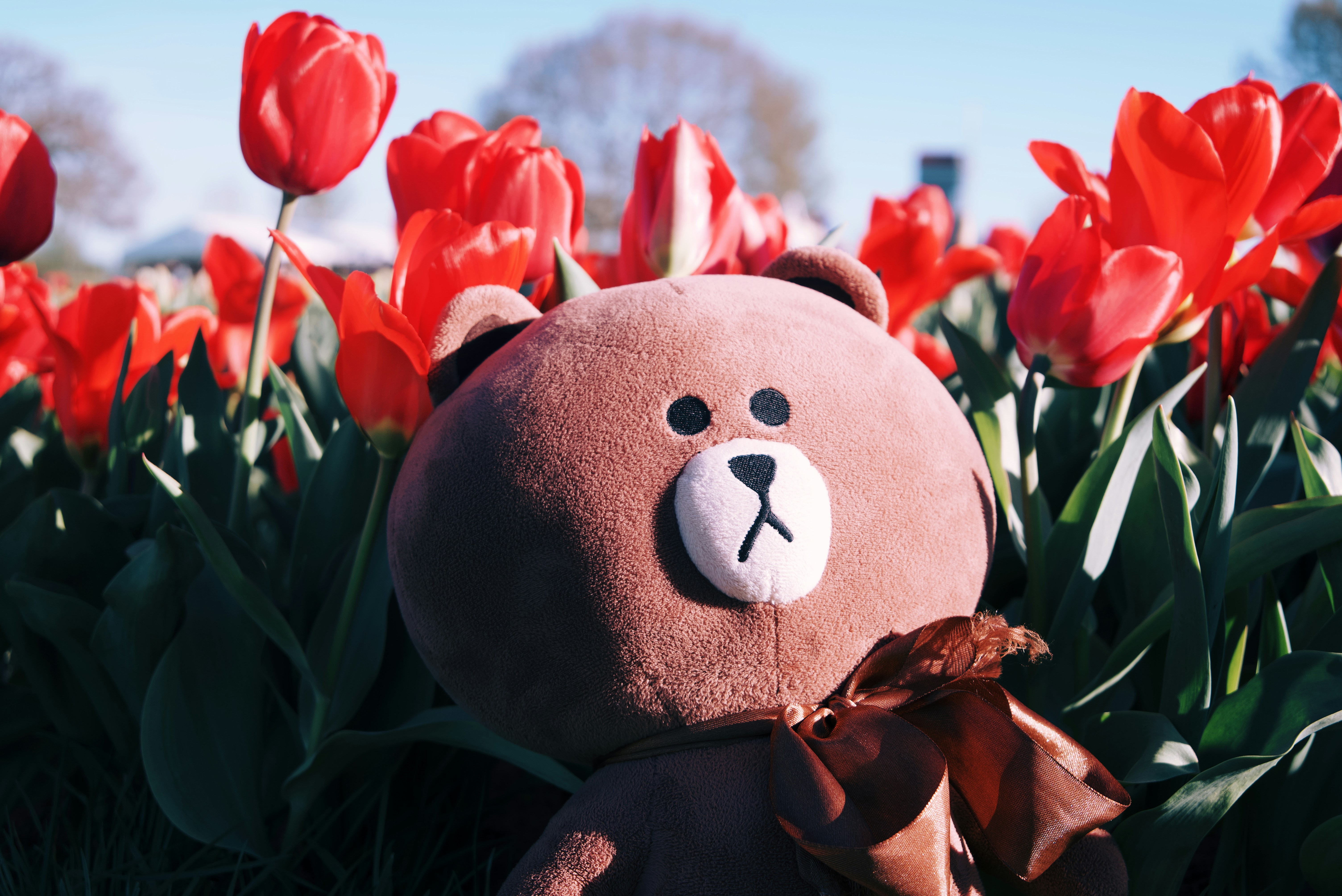 Velvet Bear Among Crimson Tulips at Noon