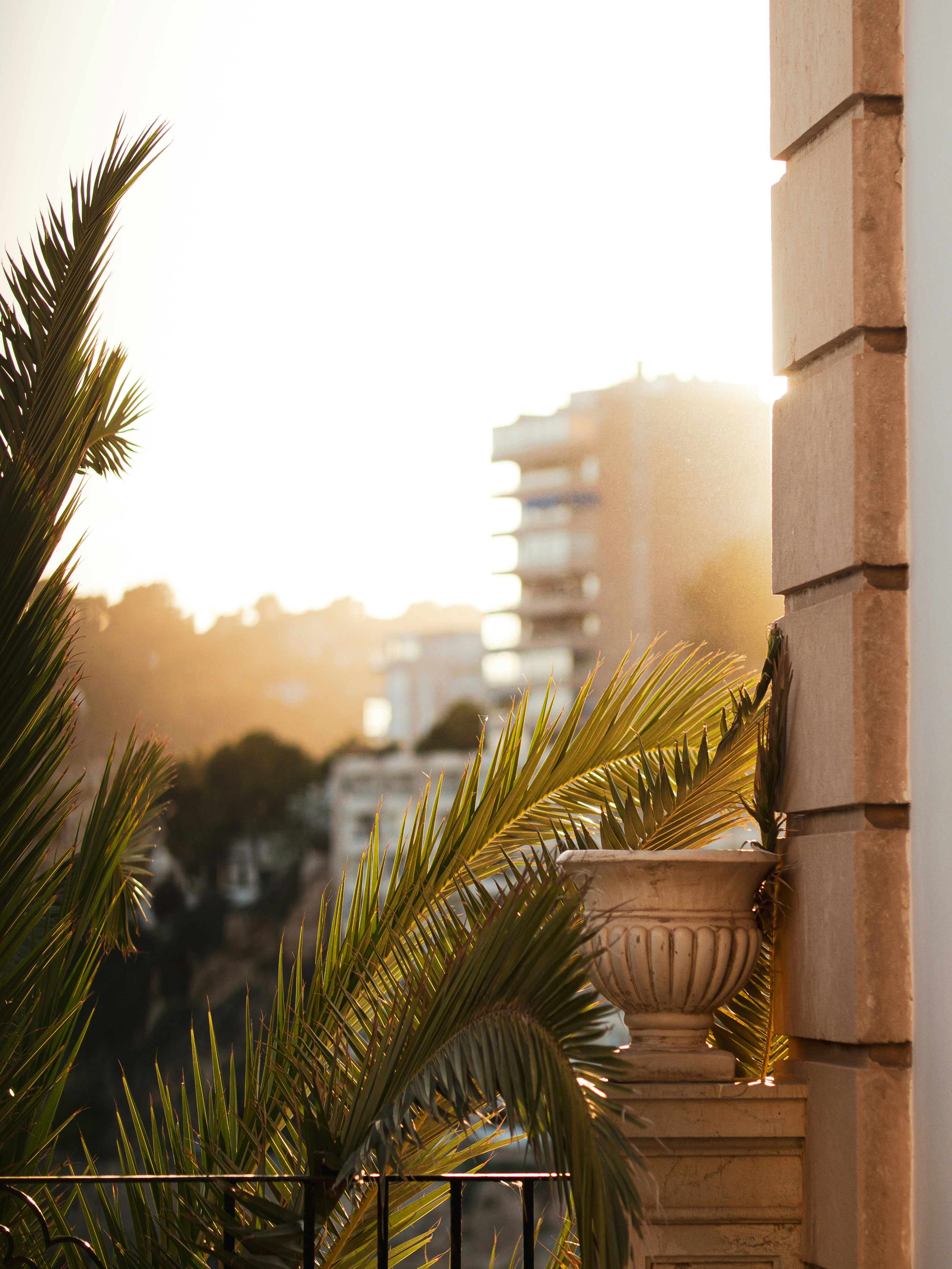 Sunrise casts warm light over palm fronds and distant city buildings.