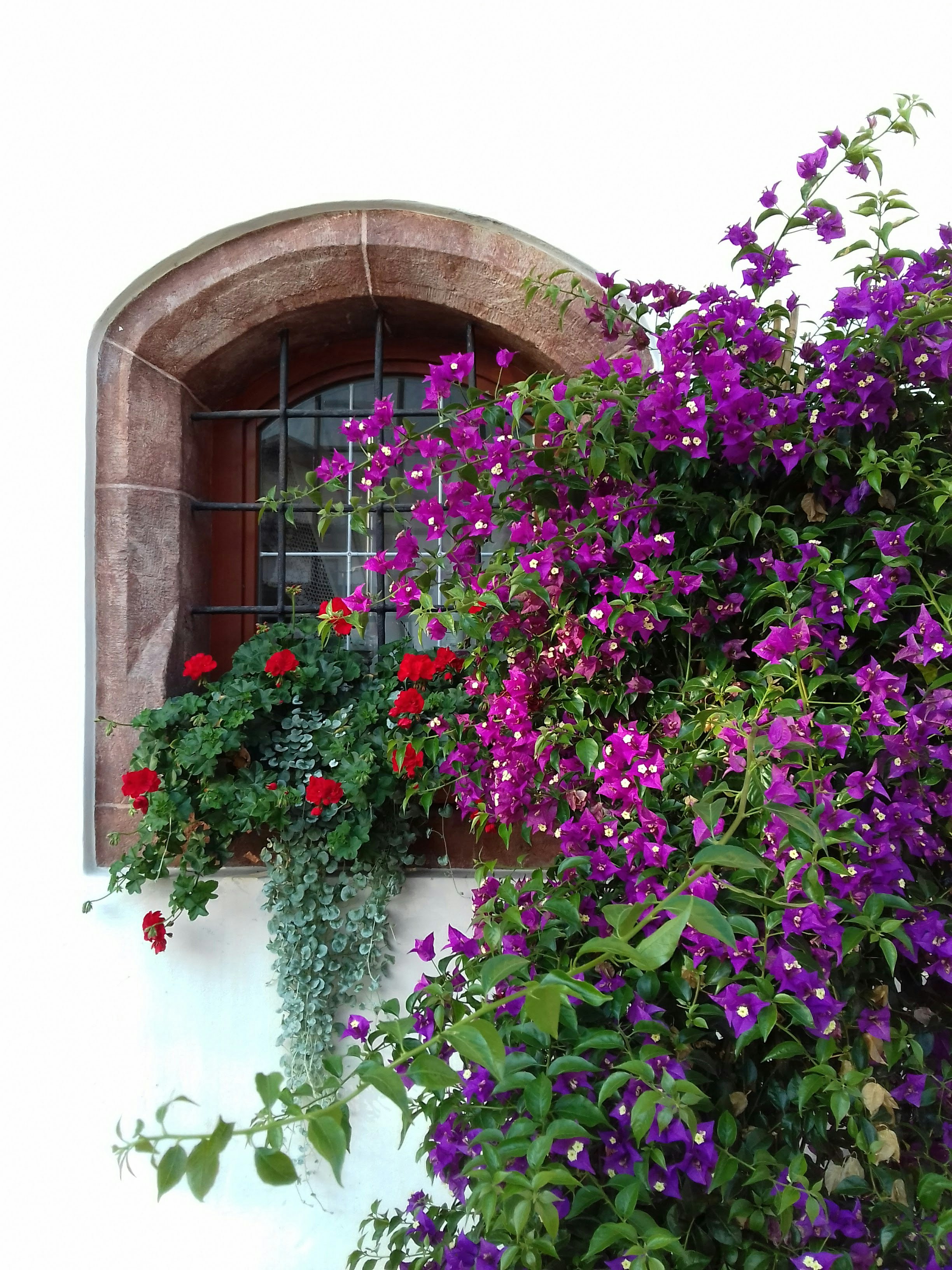 Purple and red flowers cascade around a stone-framed window with iron bars.