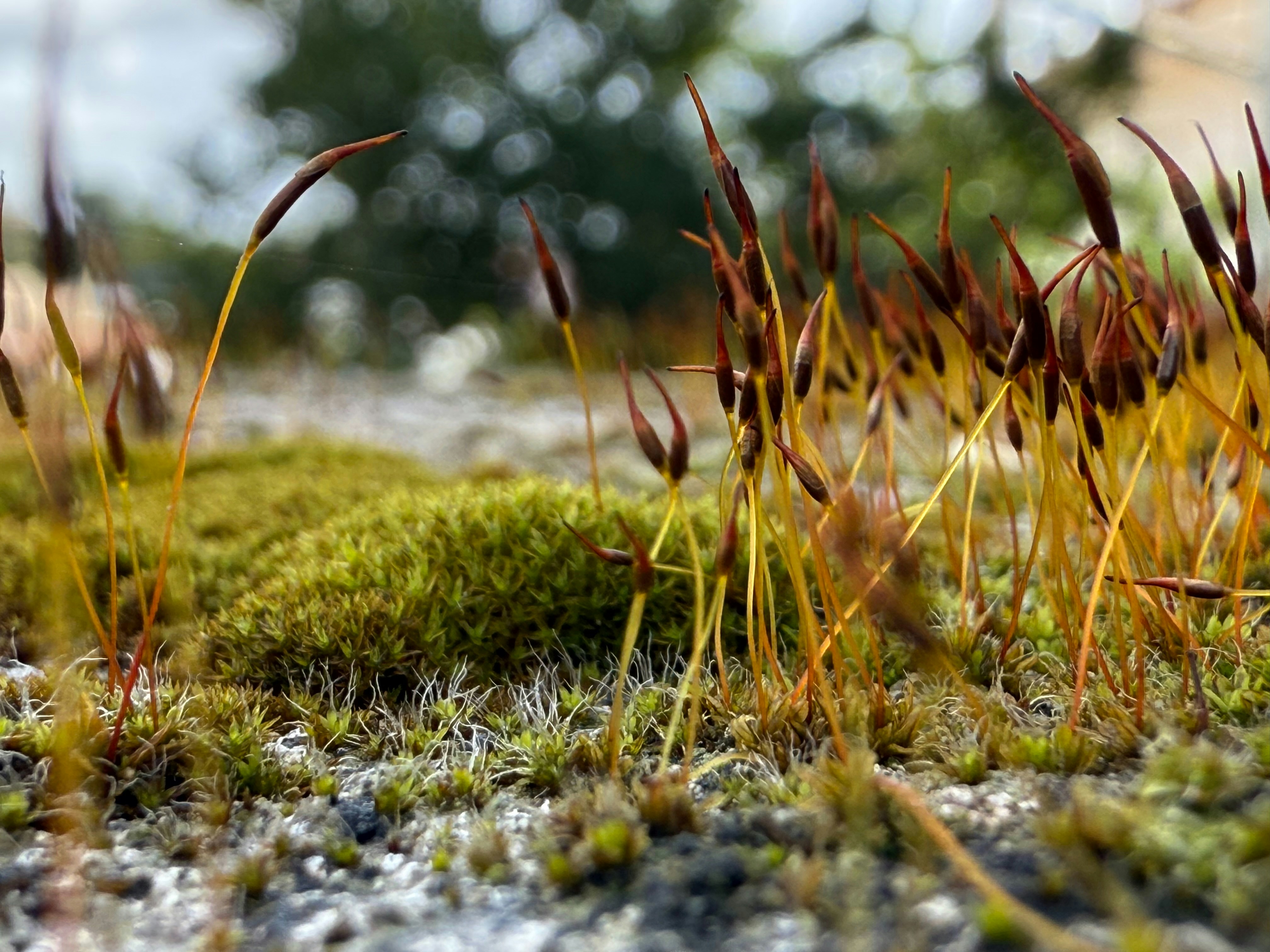 Photo by João Duarte with Apple iPhone 16 Pro Max