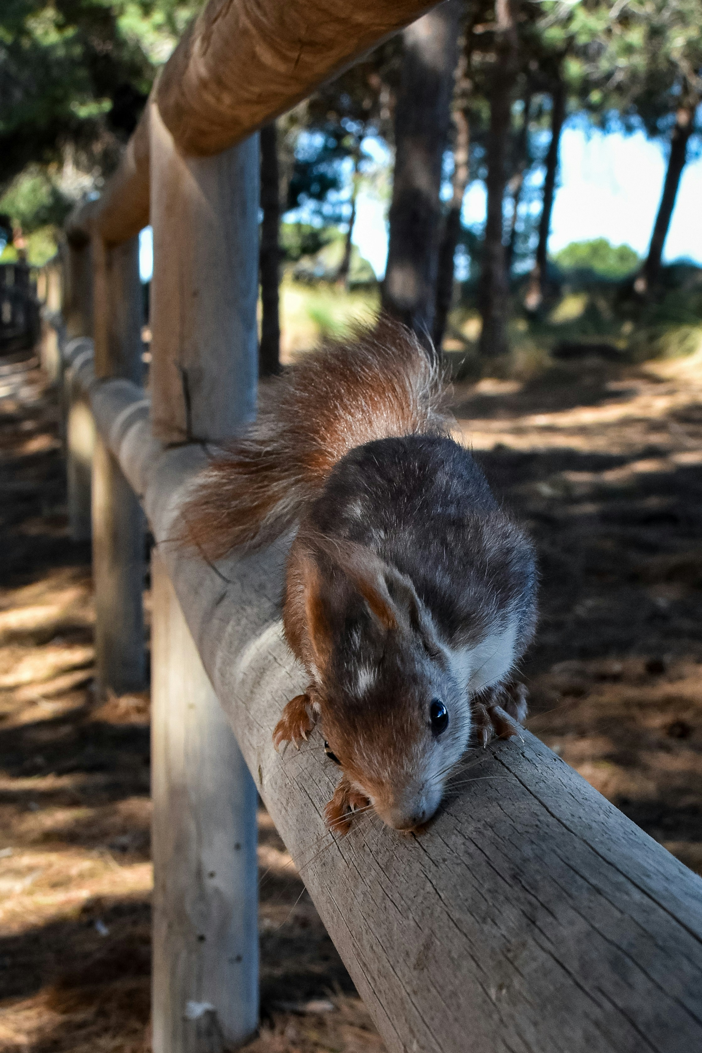 Squirrel's Woodland Adventure