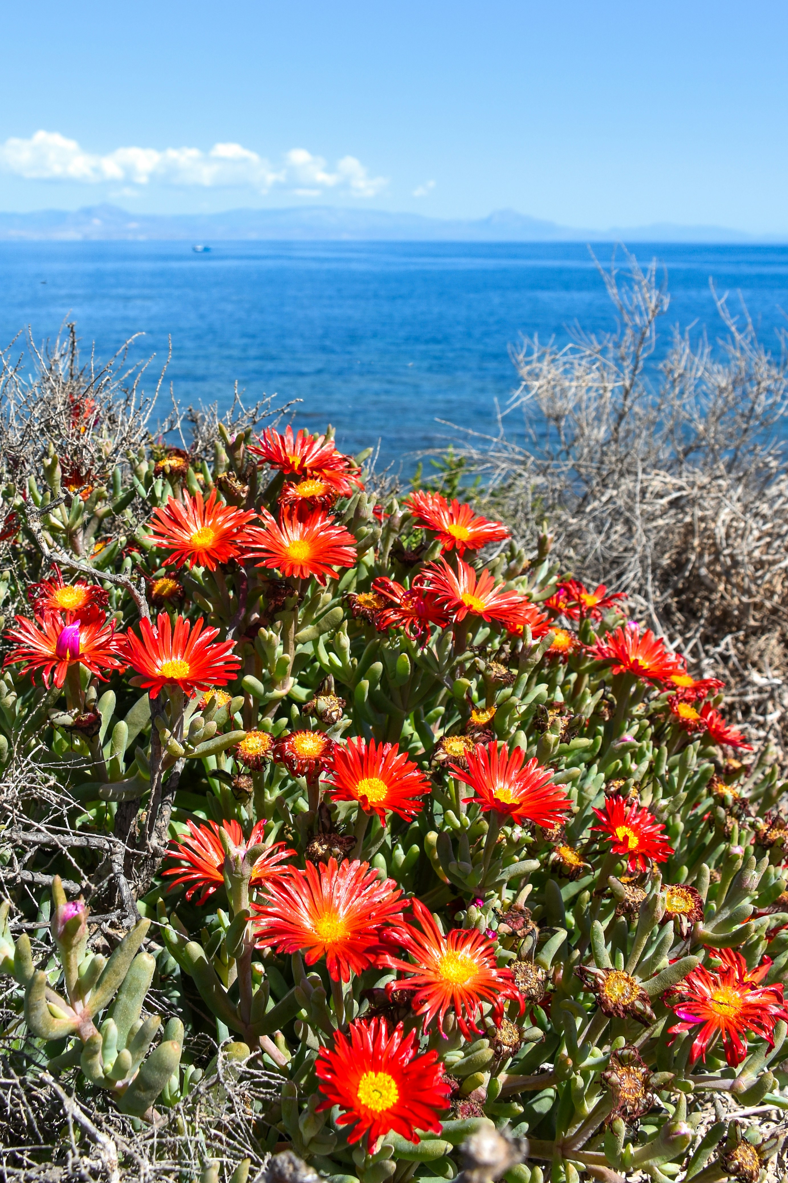 Crimson Ice Plant by the Sea: A Coastal Burst of Color