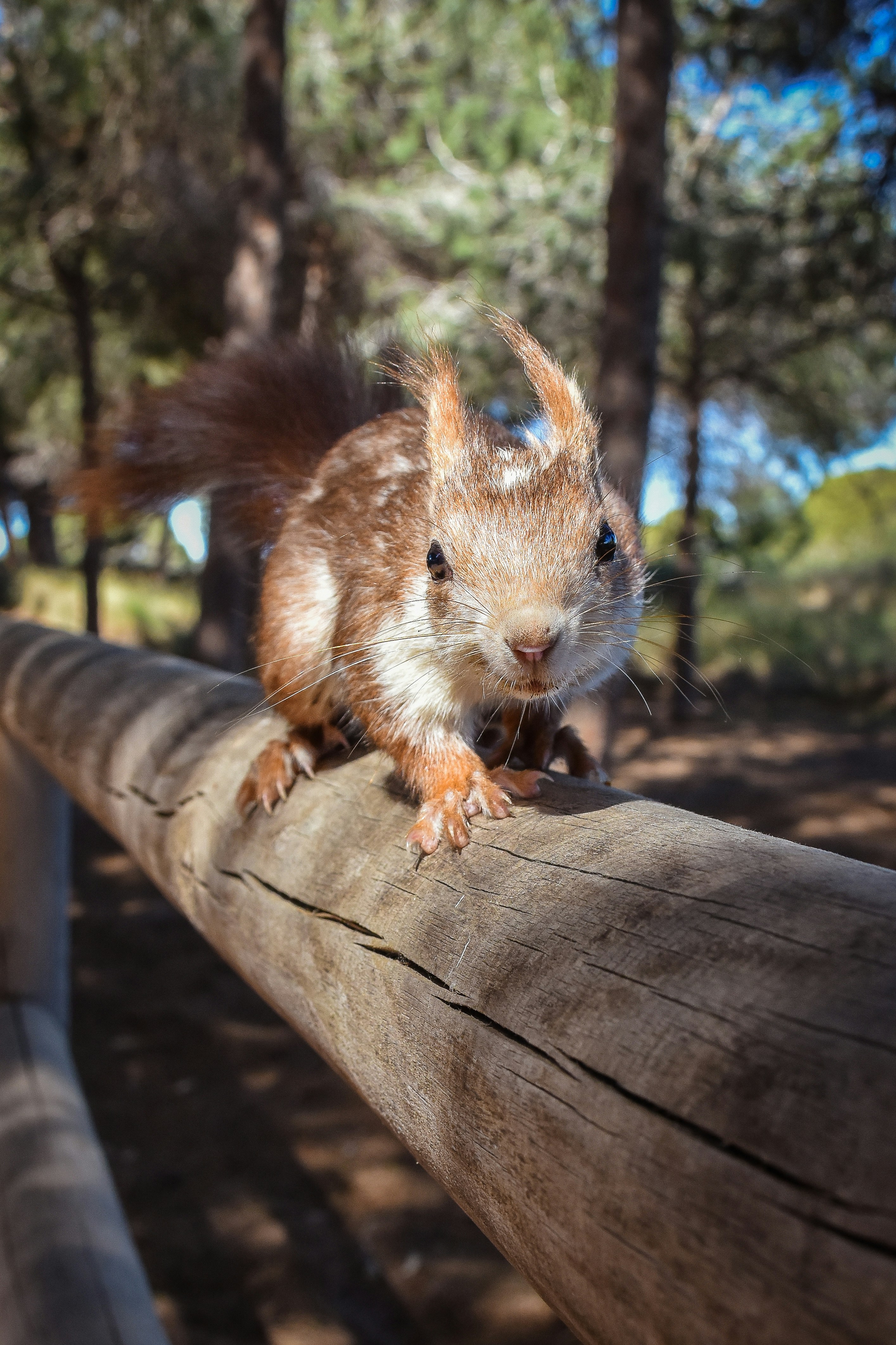 Sunlit Squirrel Perched on a Weathered Rail in Dappled Forest Light