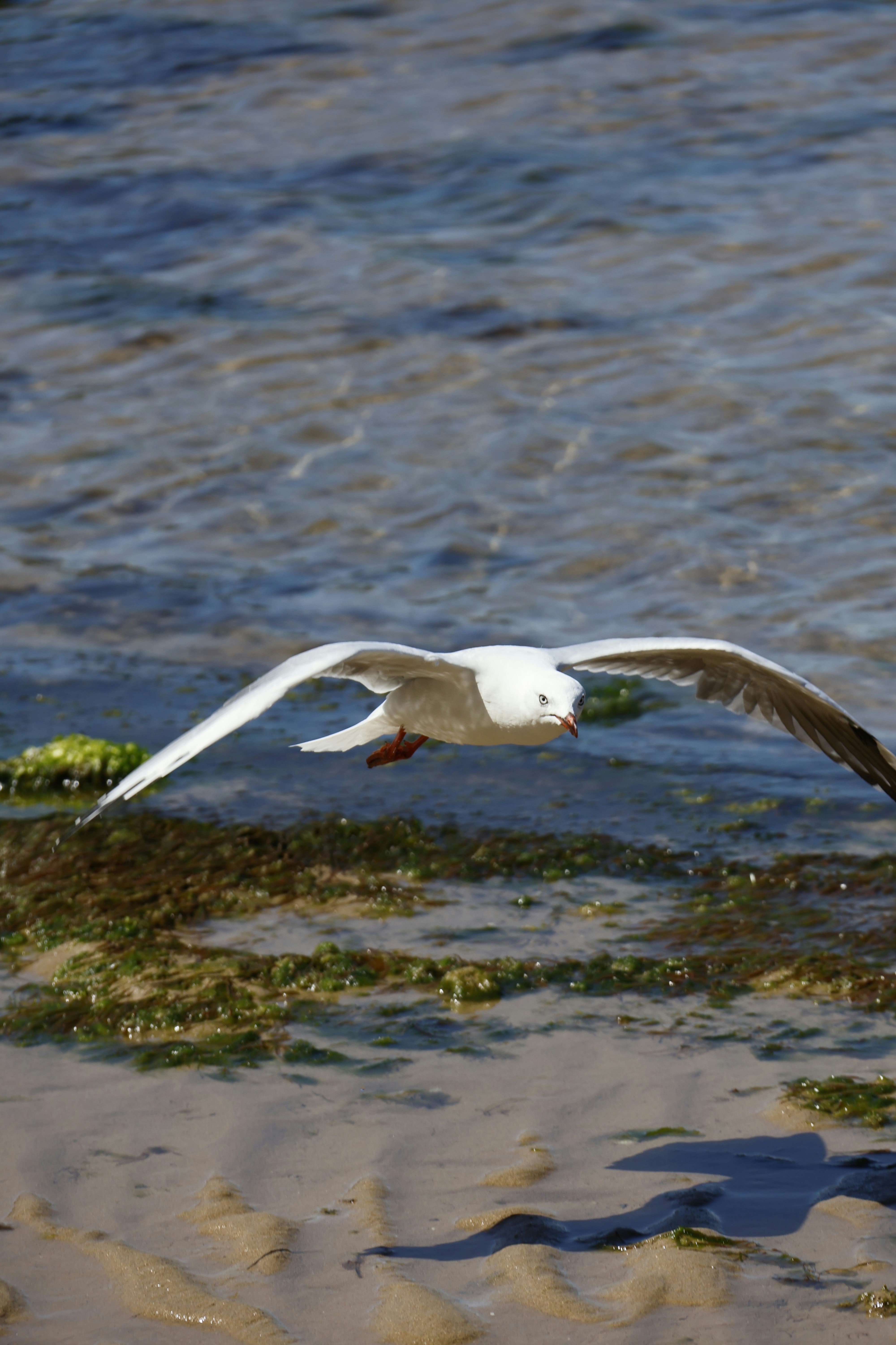 Wingbeat over Mossy Shore: Seagull in Flight Against the Tide