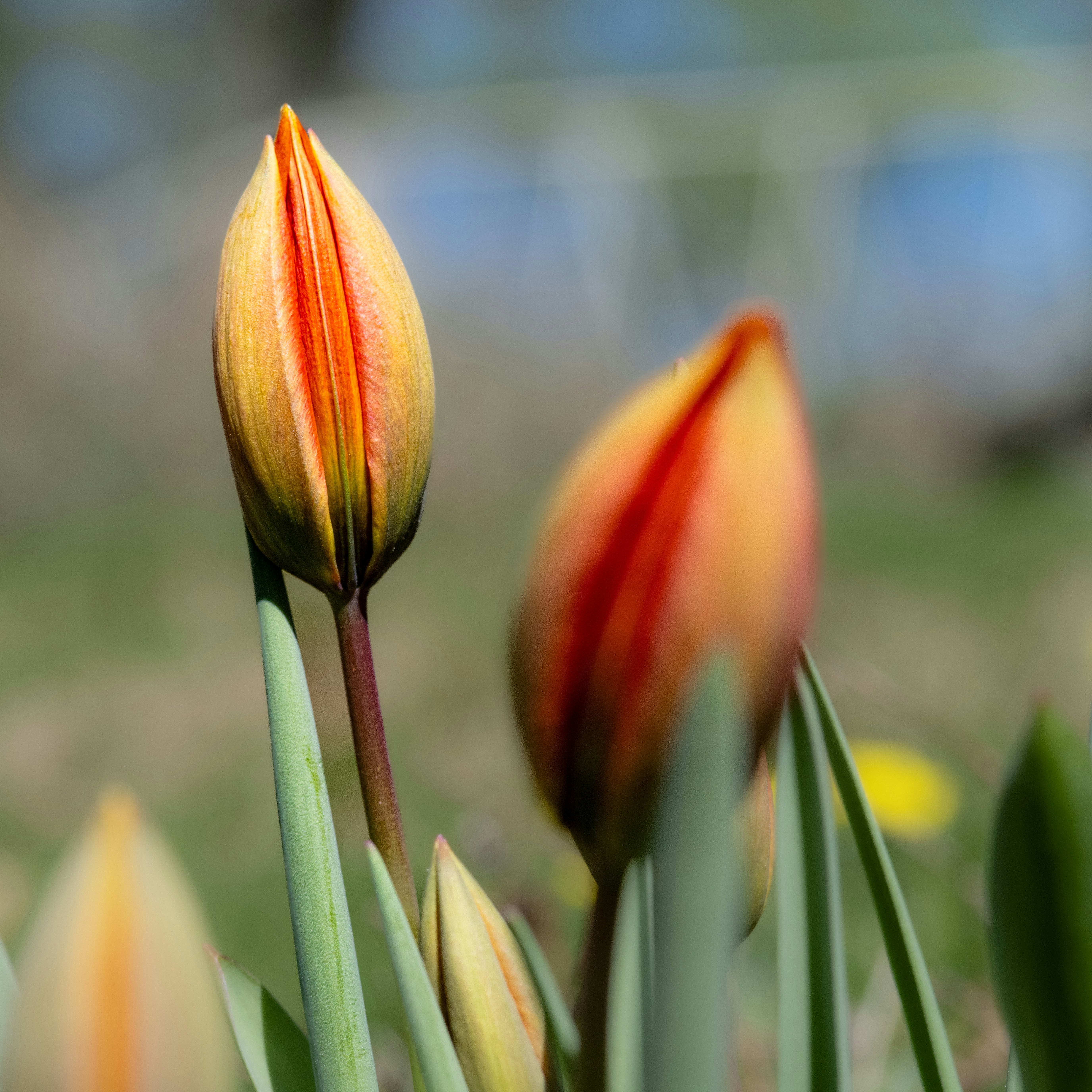 Emerald Sprout: Orange Tulip Buds Against a Blurred Garden