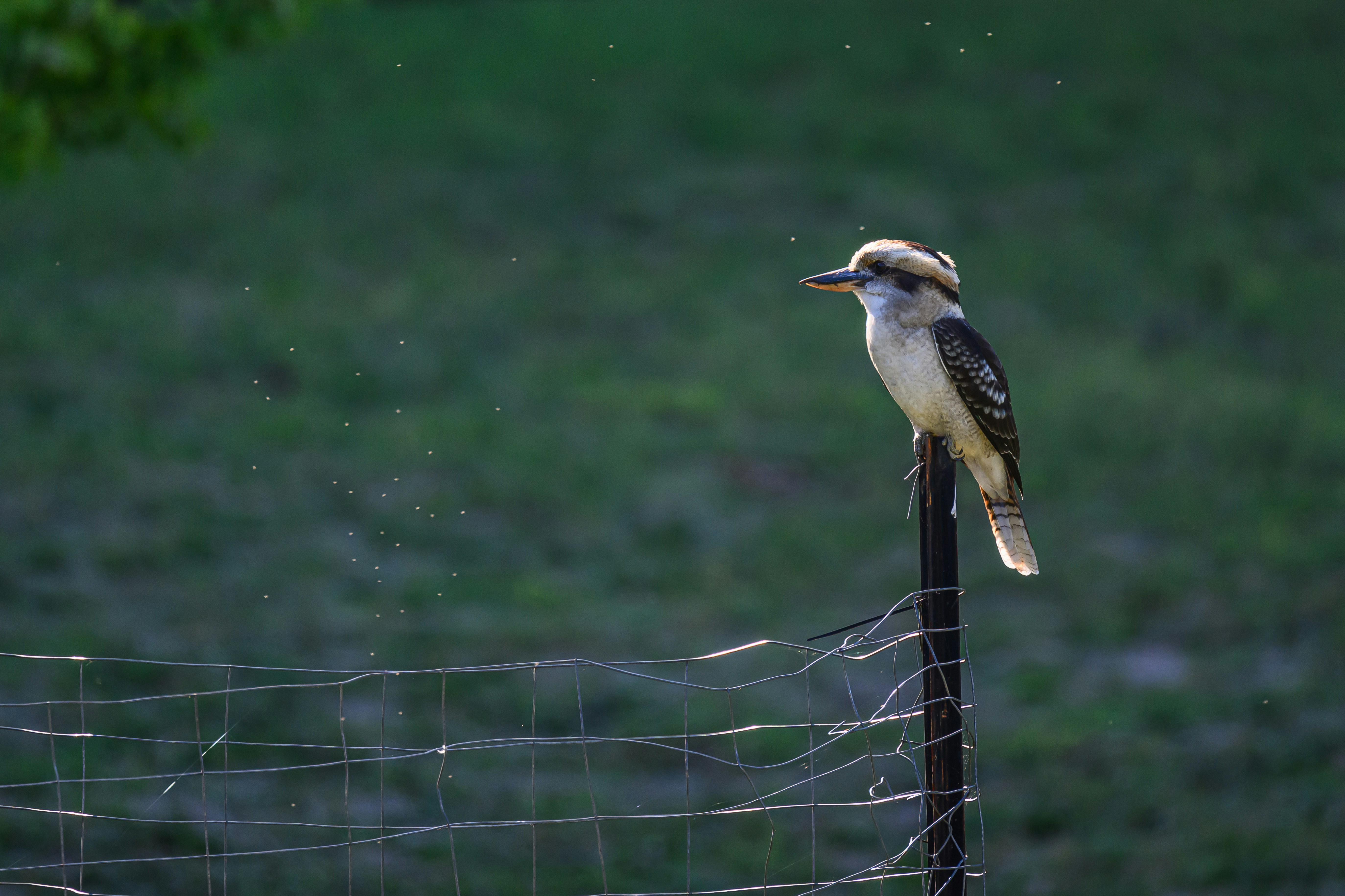 Verdant Backdrop, Perched Sentinel: A Bird on a Fence Post