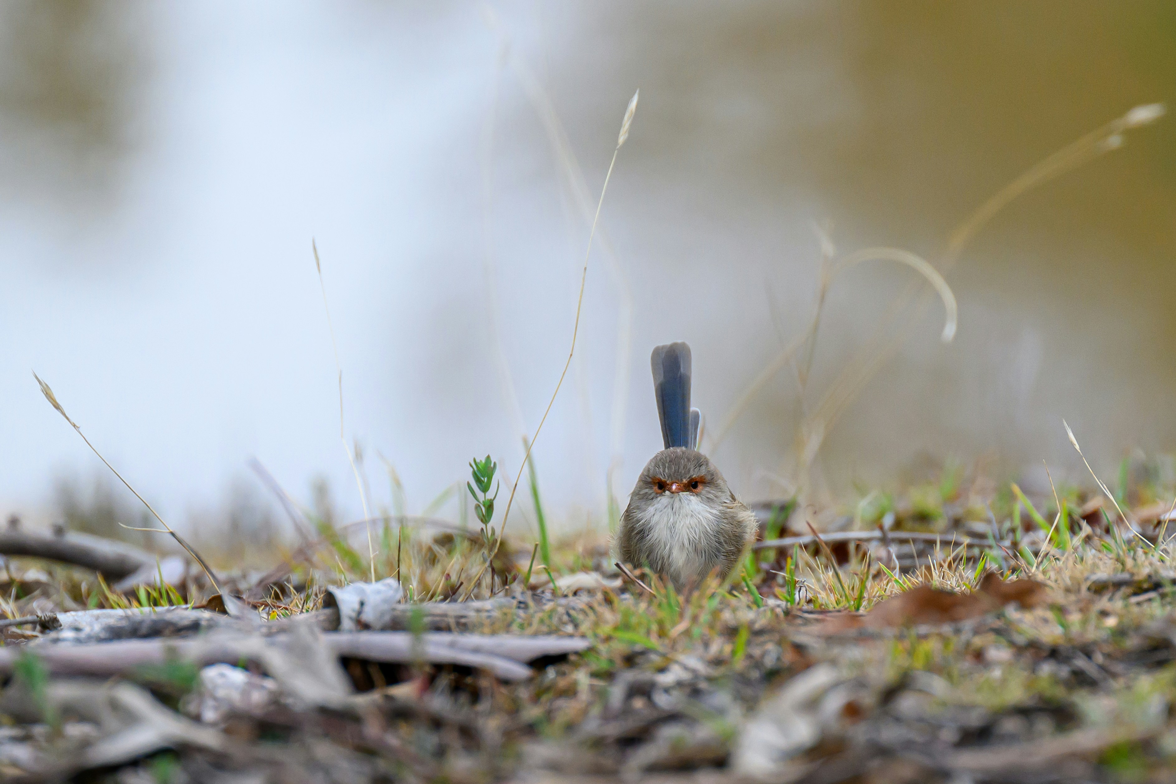 Superb fairy wren (female) looking for insects. 🩵