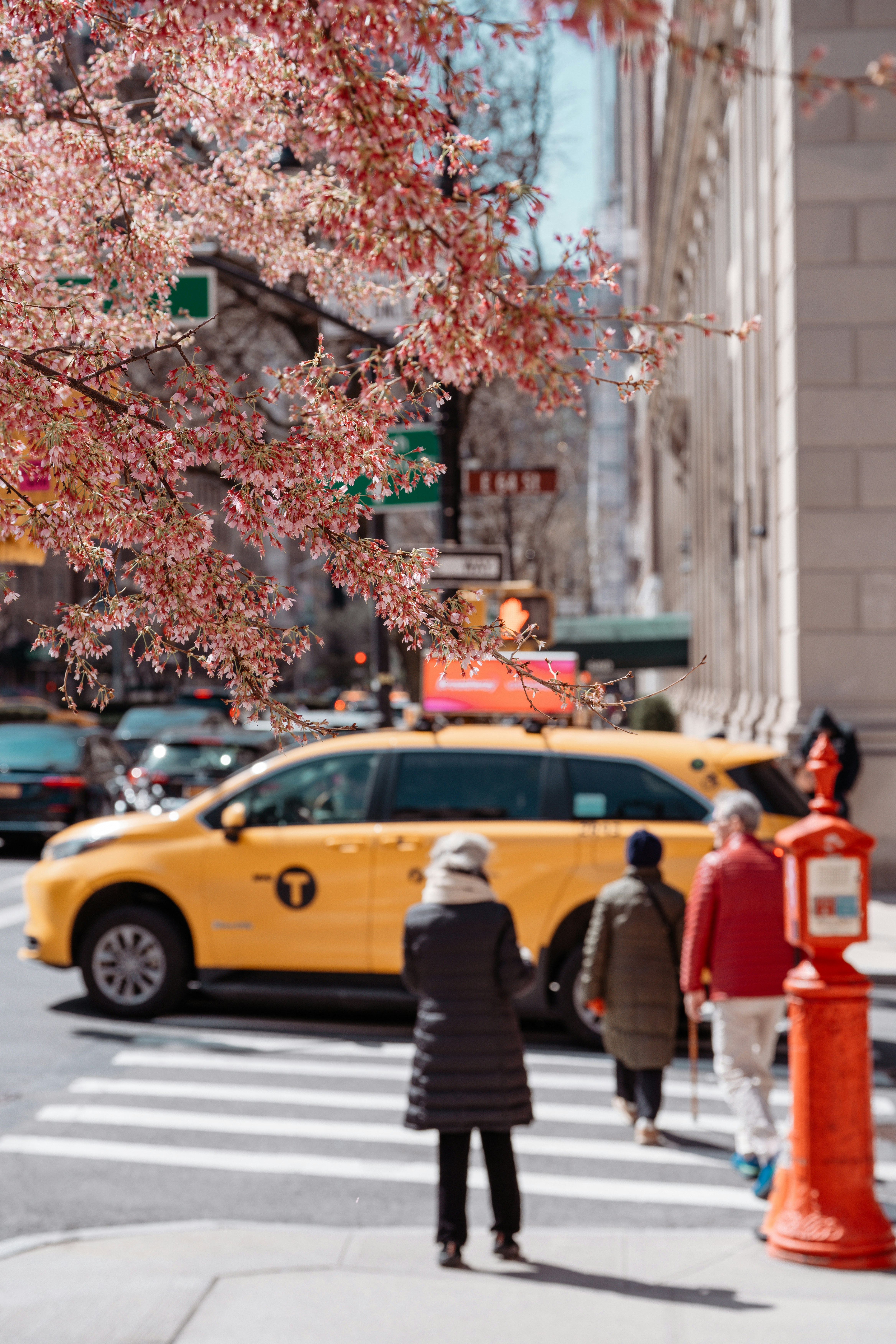 Cherry blossoms framing a bustling city street with a yellow taxi and pedestrians crossing.