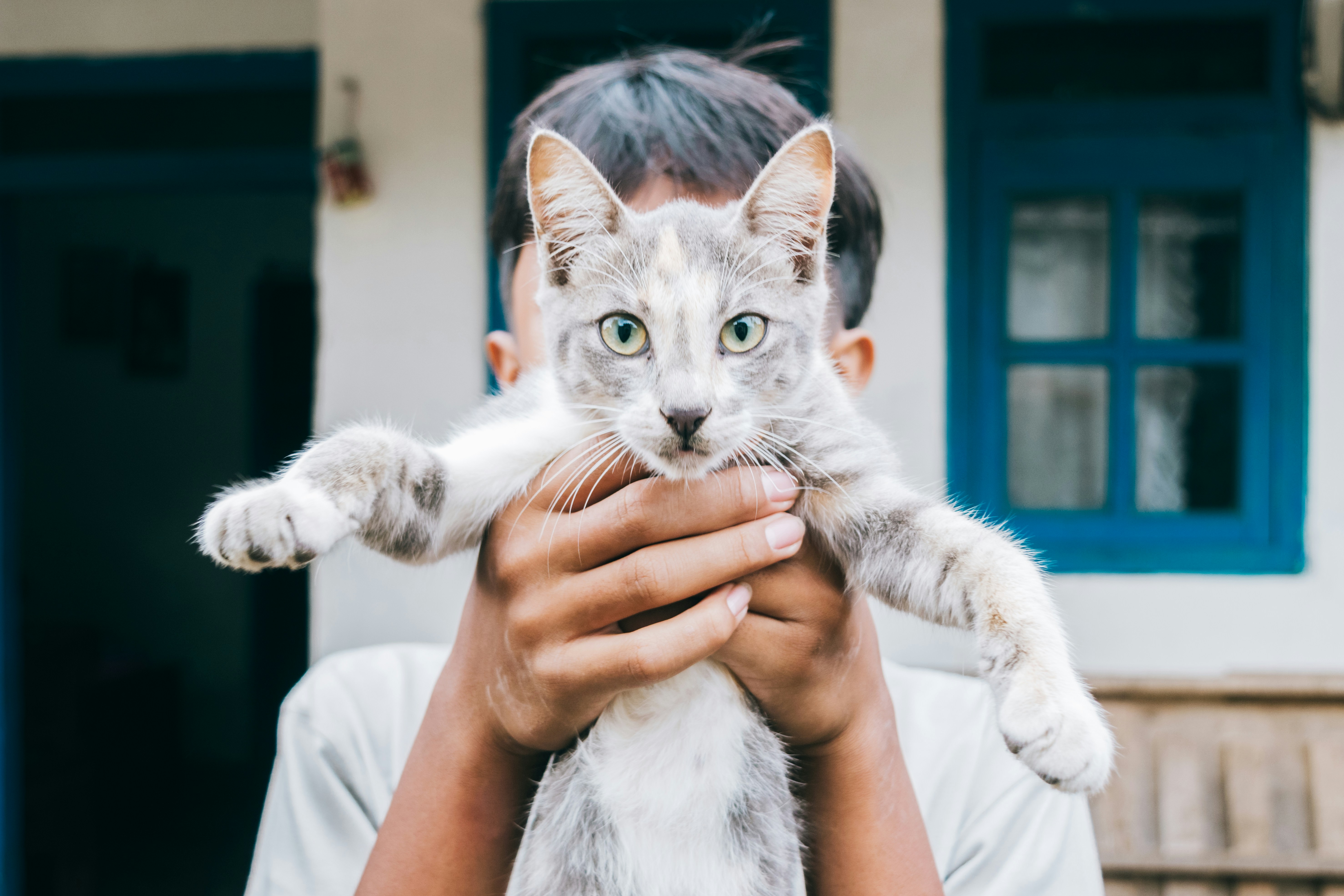 Un enfant tient un chat dans ses bras. photo – Image gratuite de Chat ...