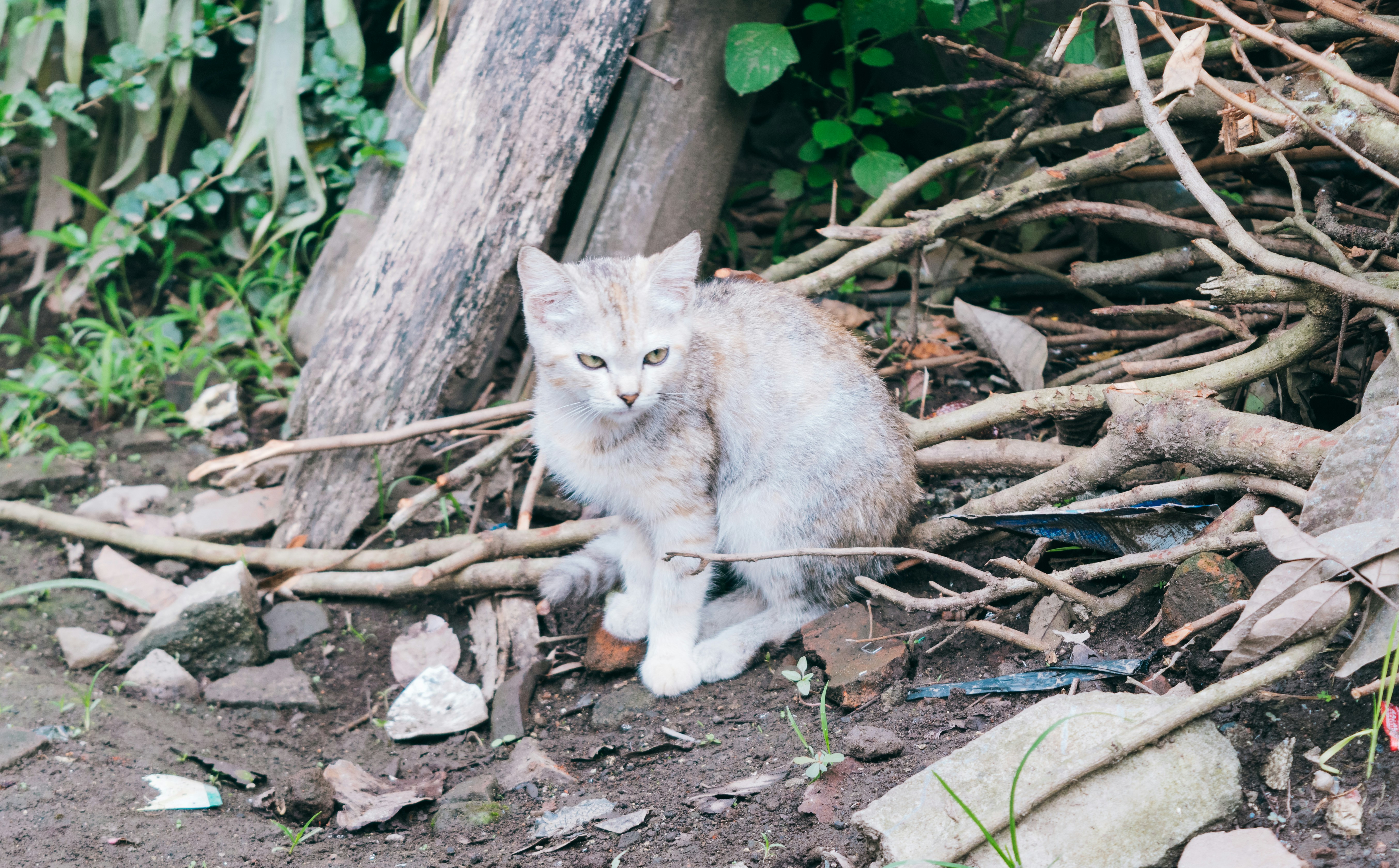 Soft-Eyed Kitten Nestled in a Tangle of Twigs and Leaves