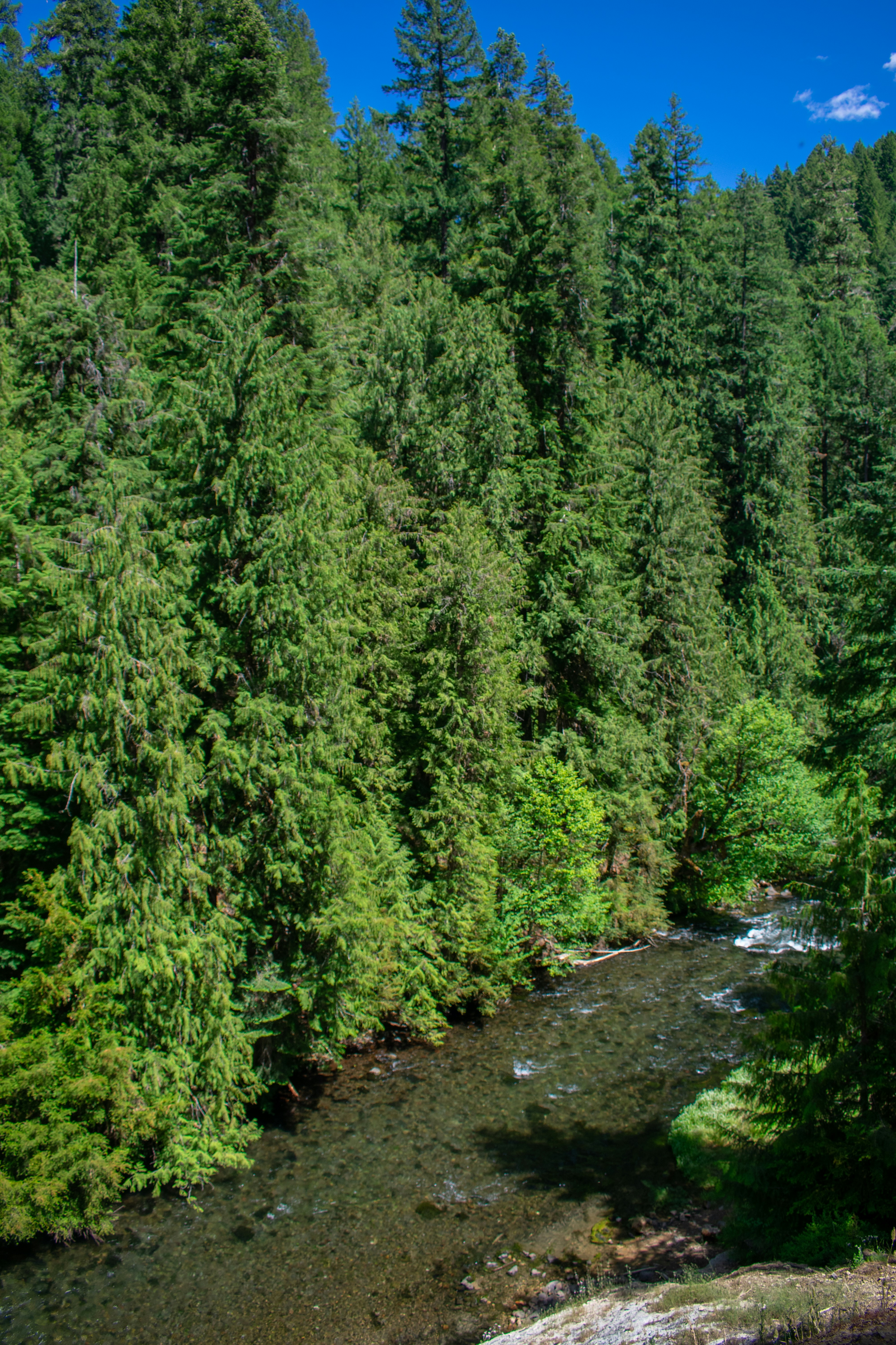 Lush evergreen forest lining a gently flowing river under a clear blue sky.