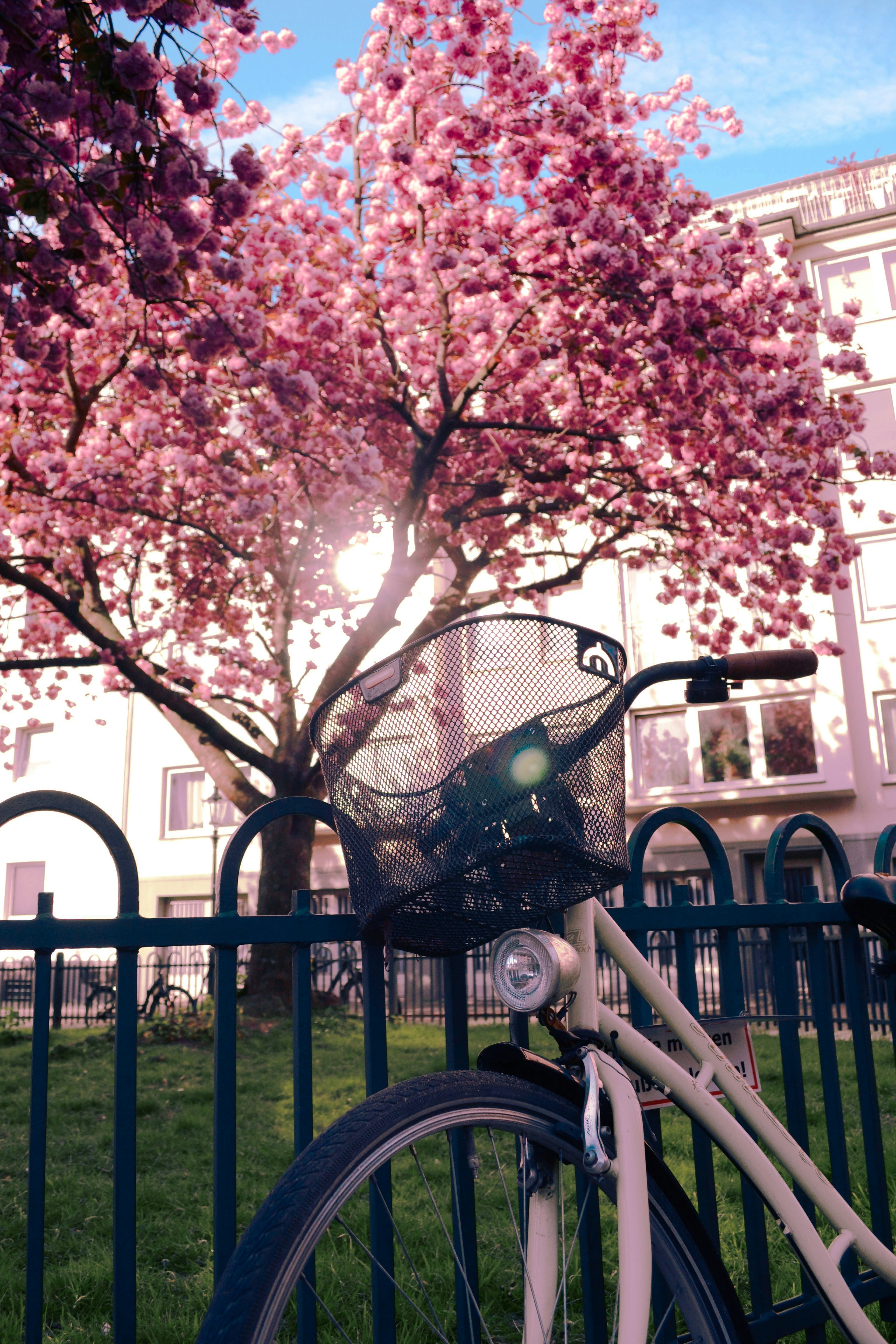 Basket Beneath Blossom: A Sunlit Moment by the Fence