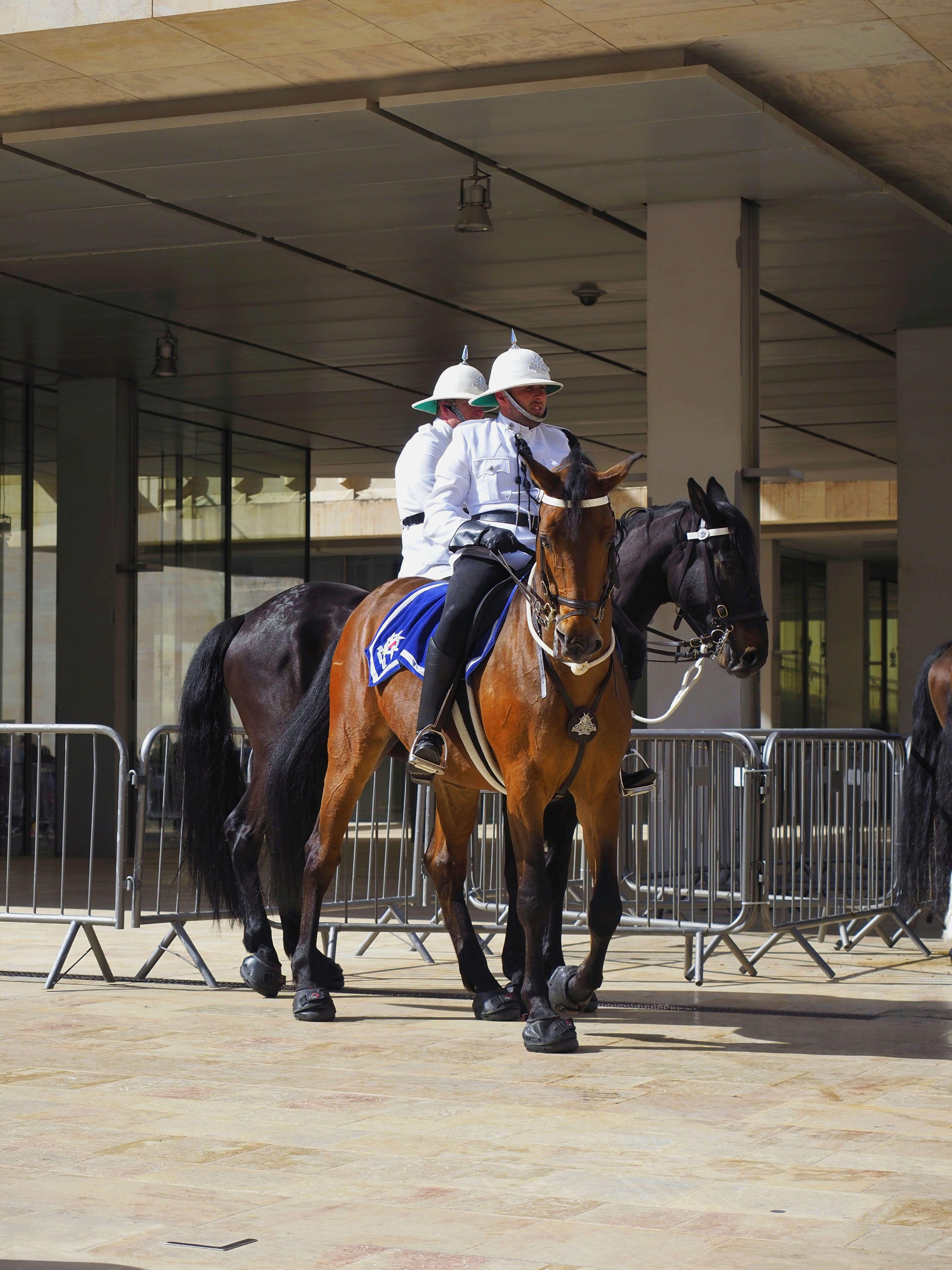 A police horse on duty