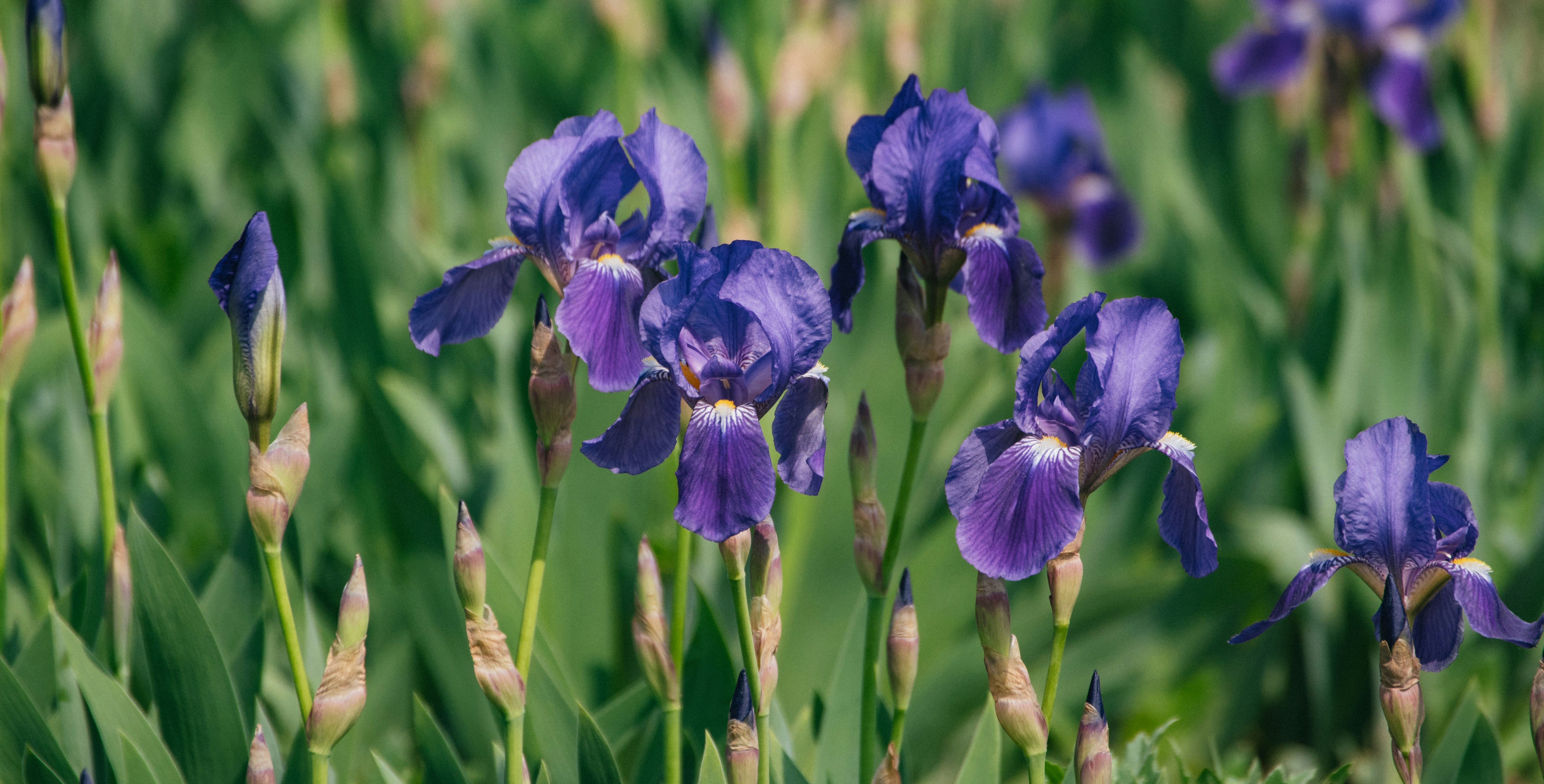 Vibrant purple irises bloom in a green field. photo – Free Flower Image on Unsplash