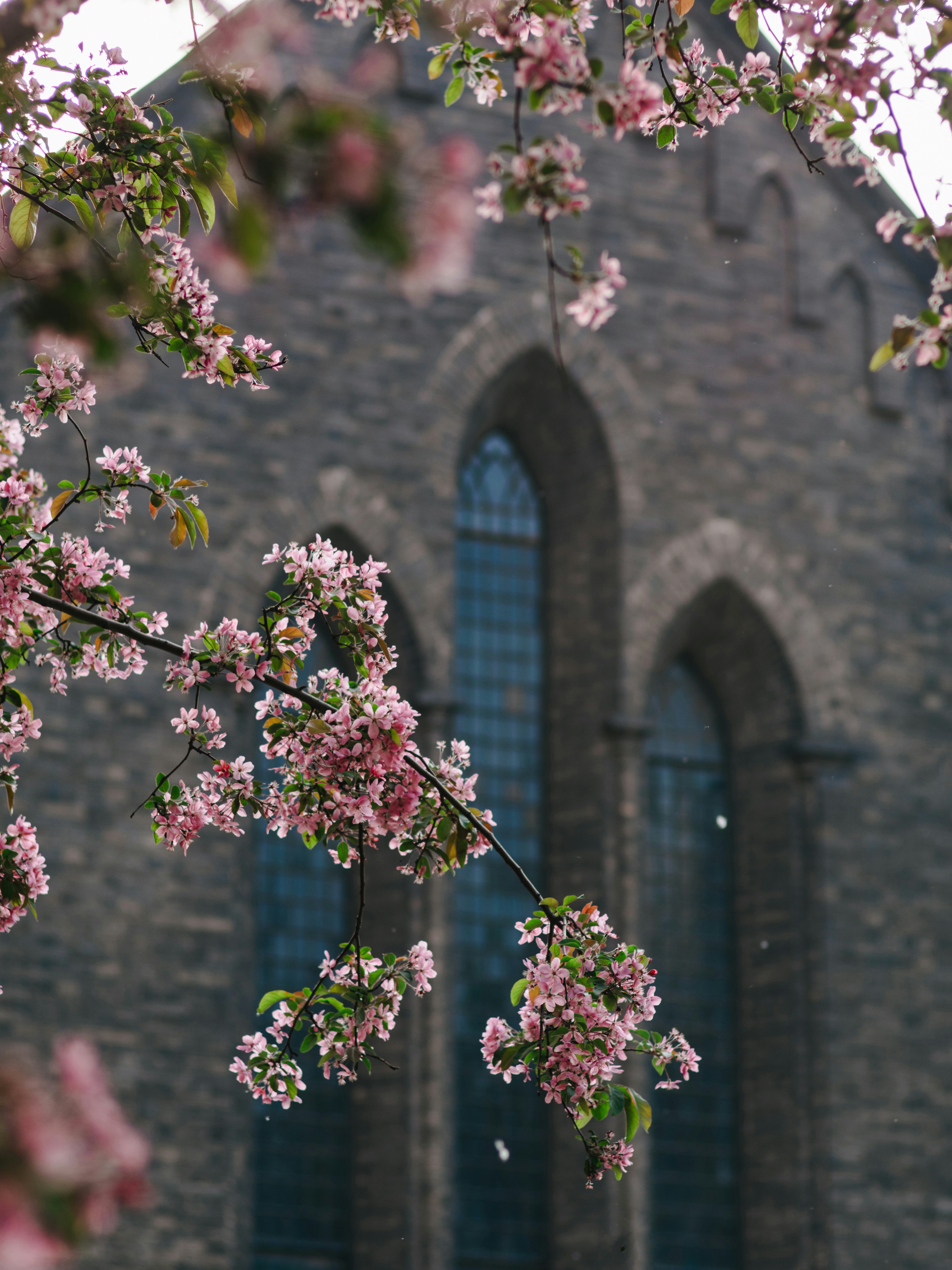 Pink cherry blossoms frame a weathered stone church with tall arched windows. The shallow depth of field softens the background, drawing attention to the blossoms in the foreground.