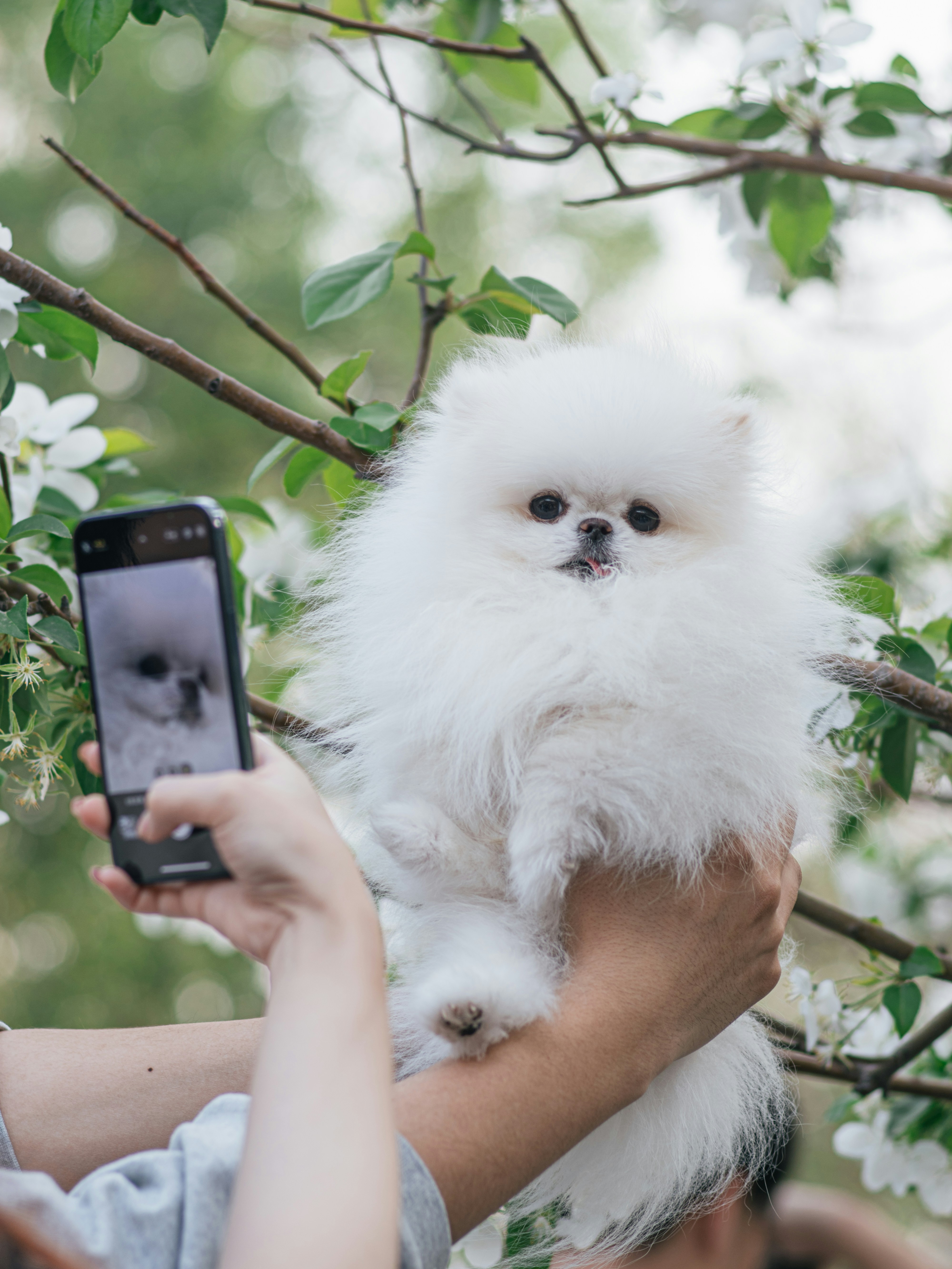 Small white dog held aloft among blooming branches as a smartphone captures the moment.