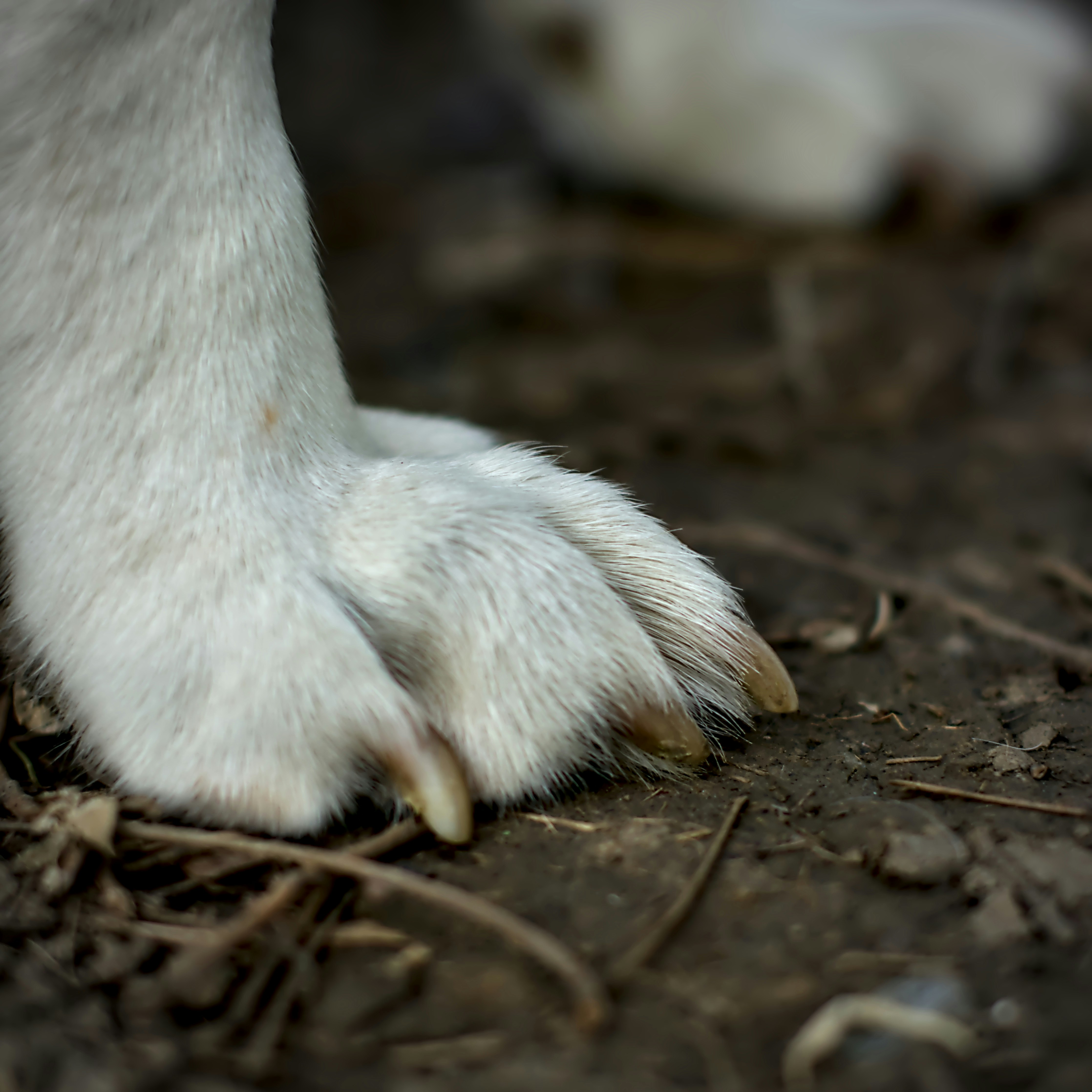 White Paw on Earthy Ground: A Textural Close-Up of Fur and Claws