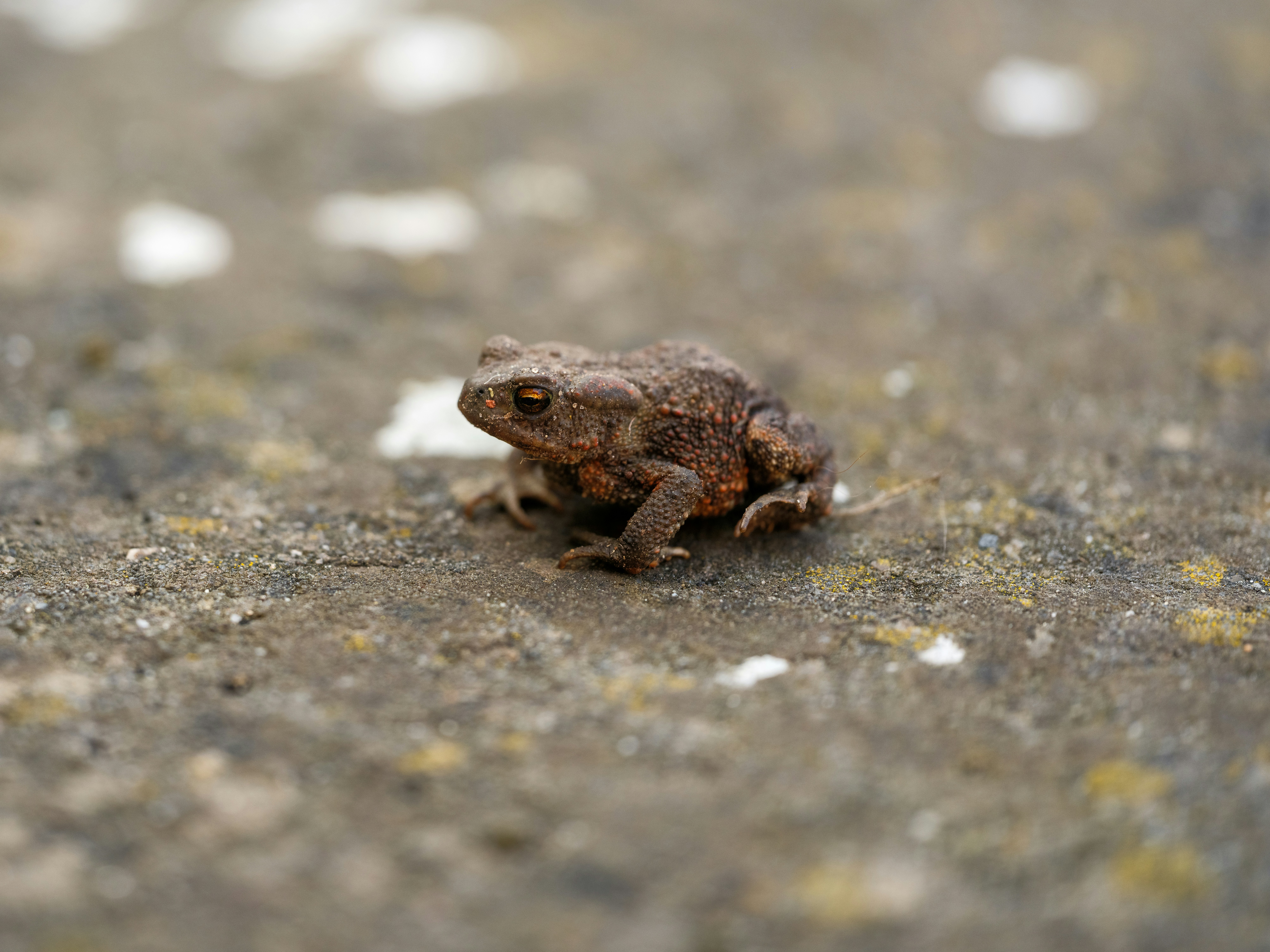 Un pequeño sapo marrón descansa sobre la piedra. foto – Imagen de ...