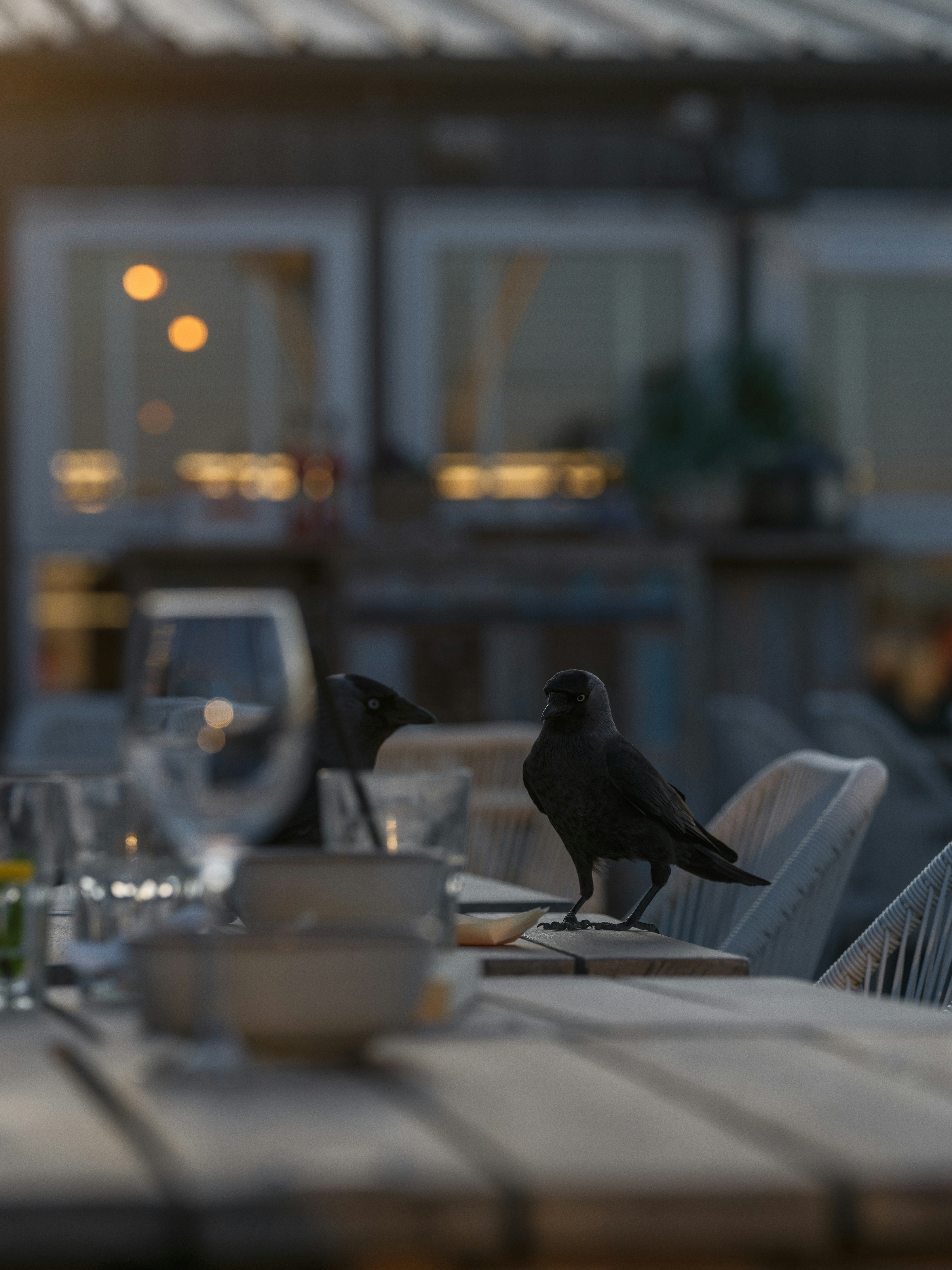 A crow rests on a table at an outdoor restaurant. photo – Free Food ...