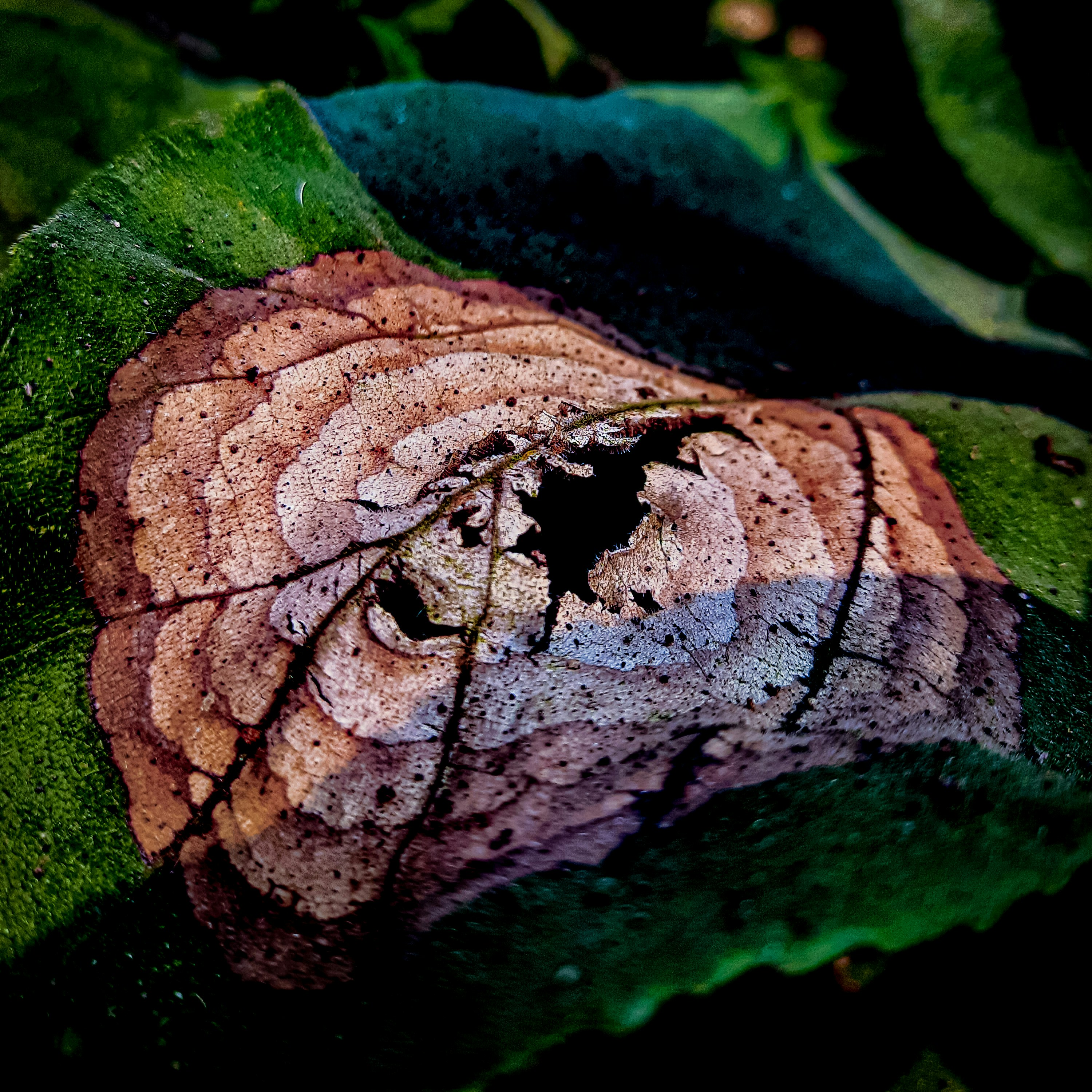 Rot in Petal Rings: A Macro Portrait of a Deteriorated Rose Leaf