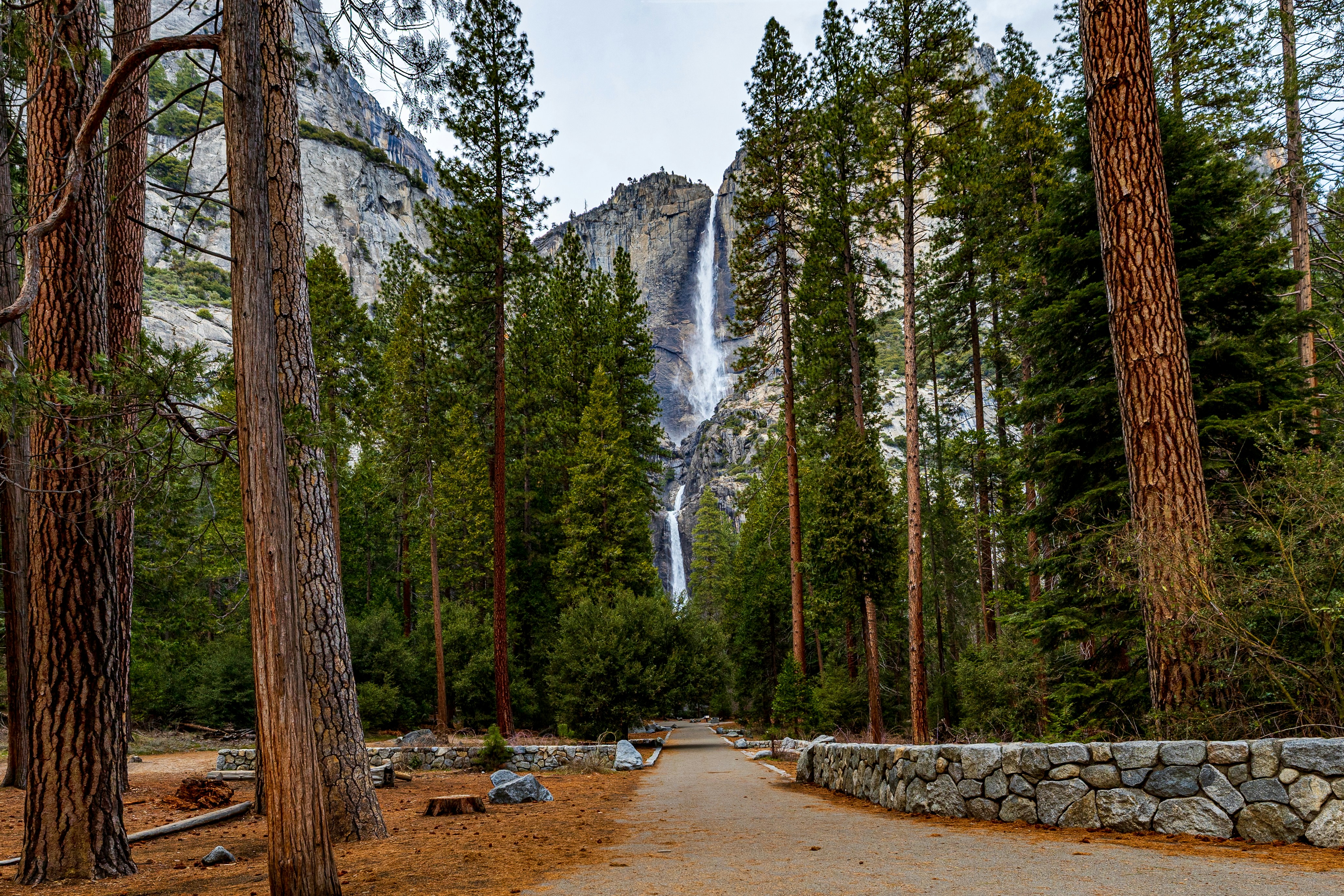 Trail to the Falls: A Pines-and-Stone Path Under a Cascade