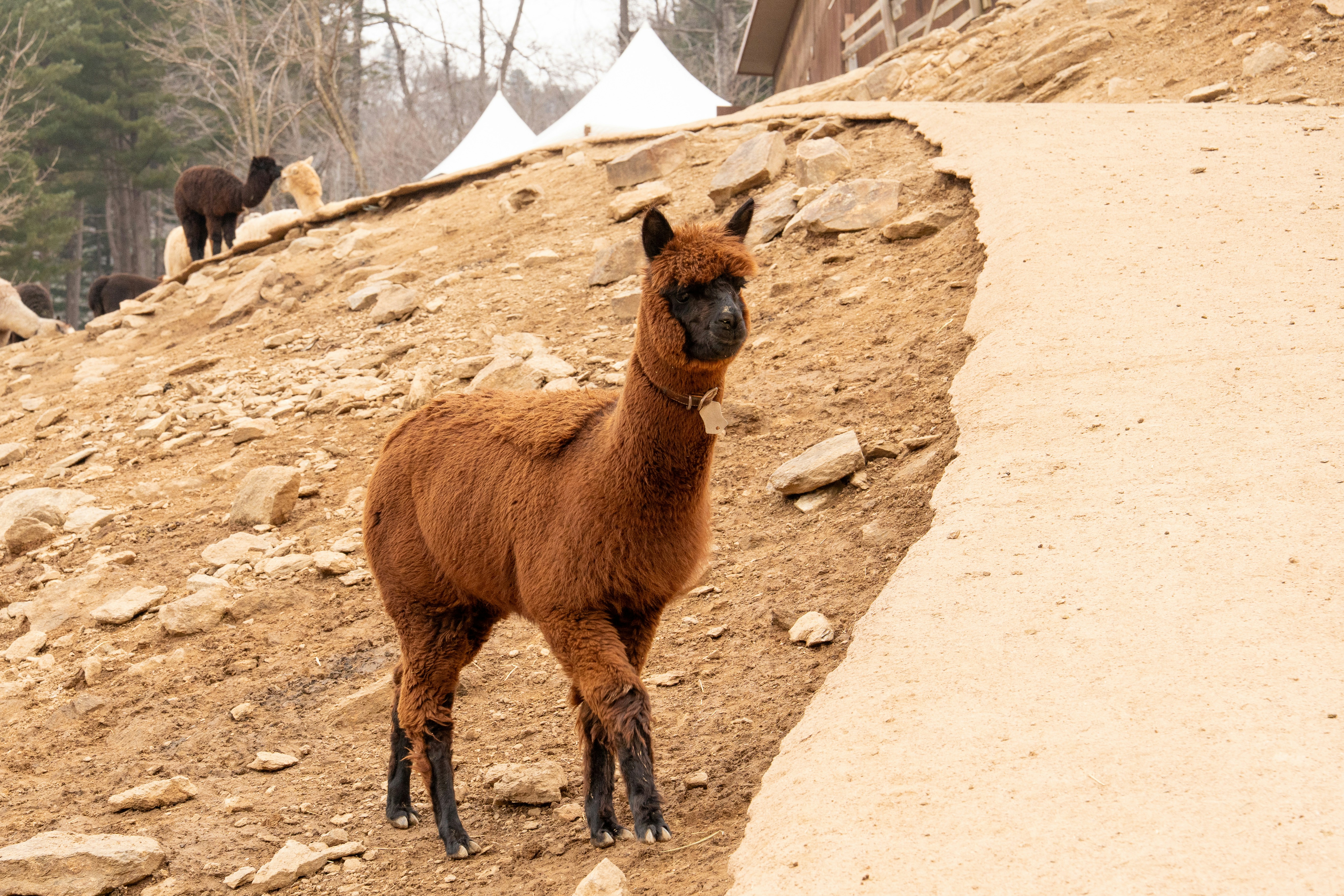Brown llama standing on a dirt path with a natural backdrop.