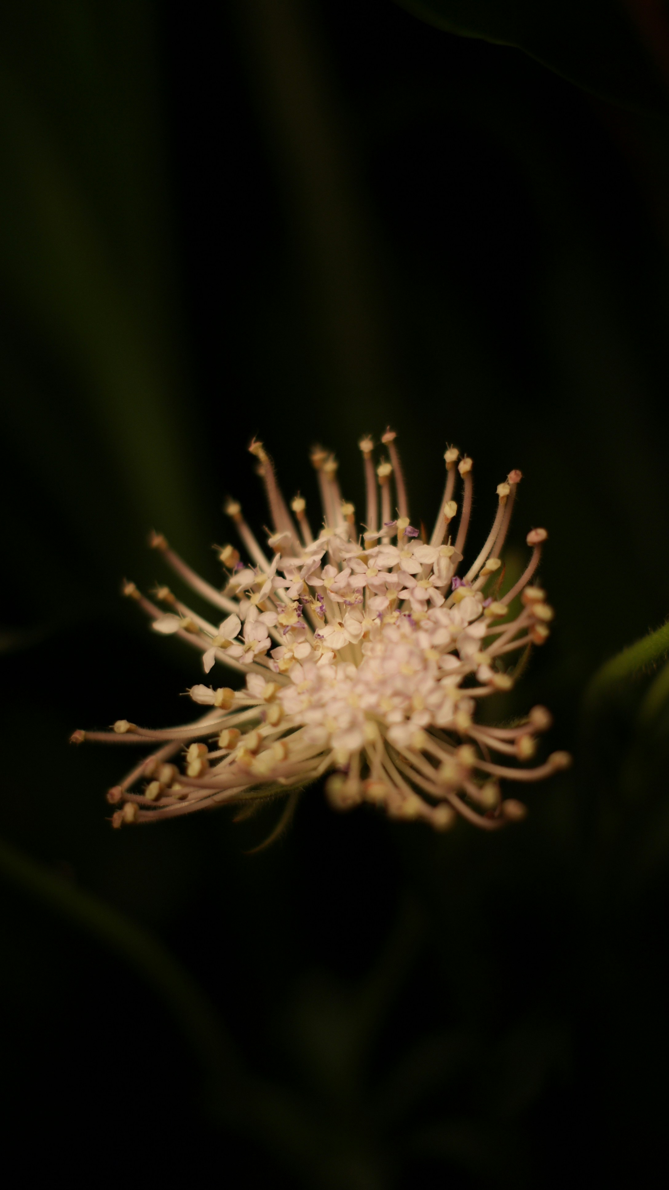 Midnight Bloom: A Pale, Spiky Flower in Velvet Darkness