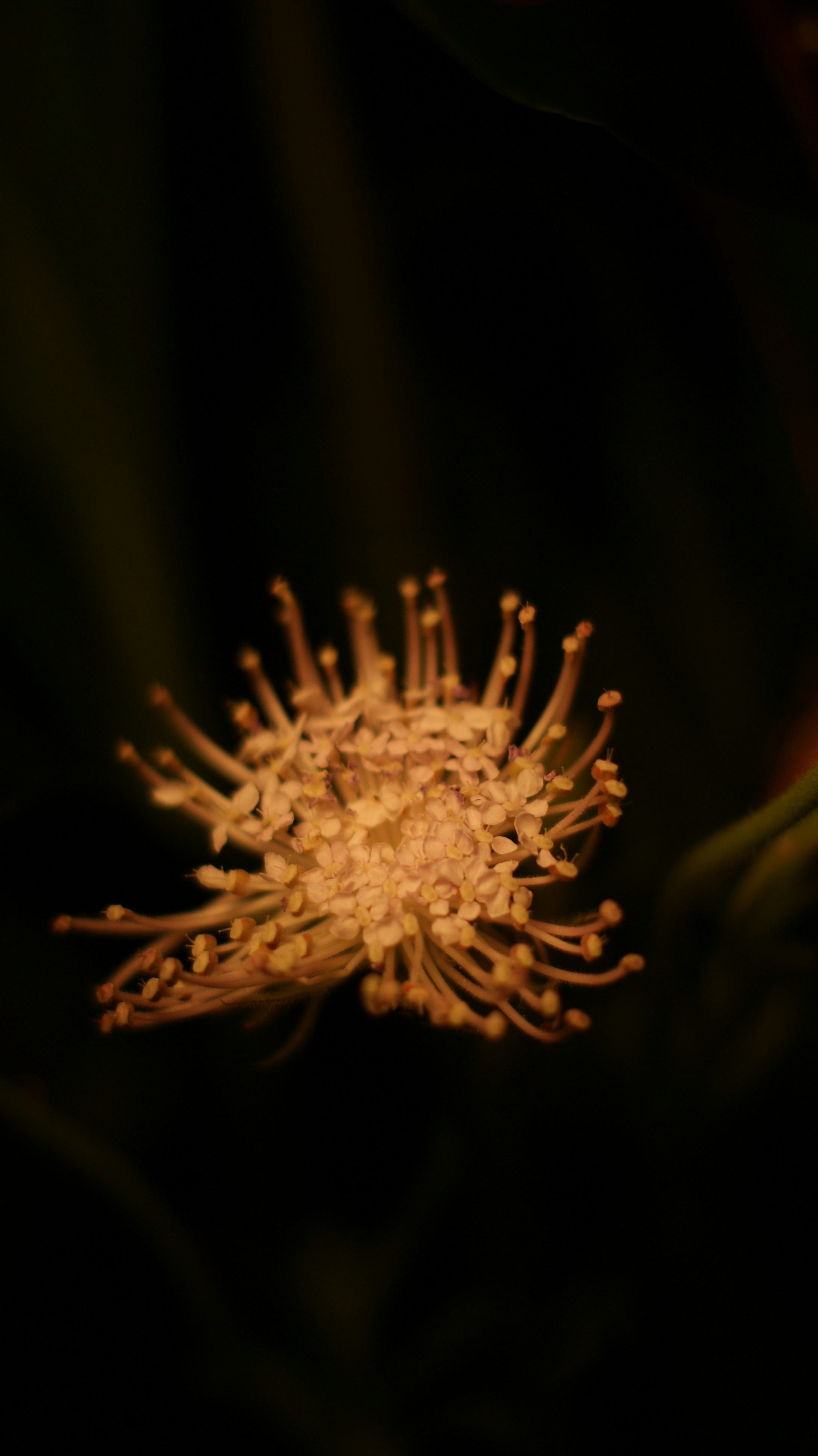 Close-up of a delicate flower with intricate stamens, set against a dark background, highlighting its fragile beauty.