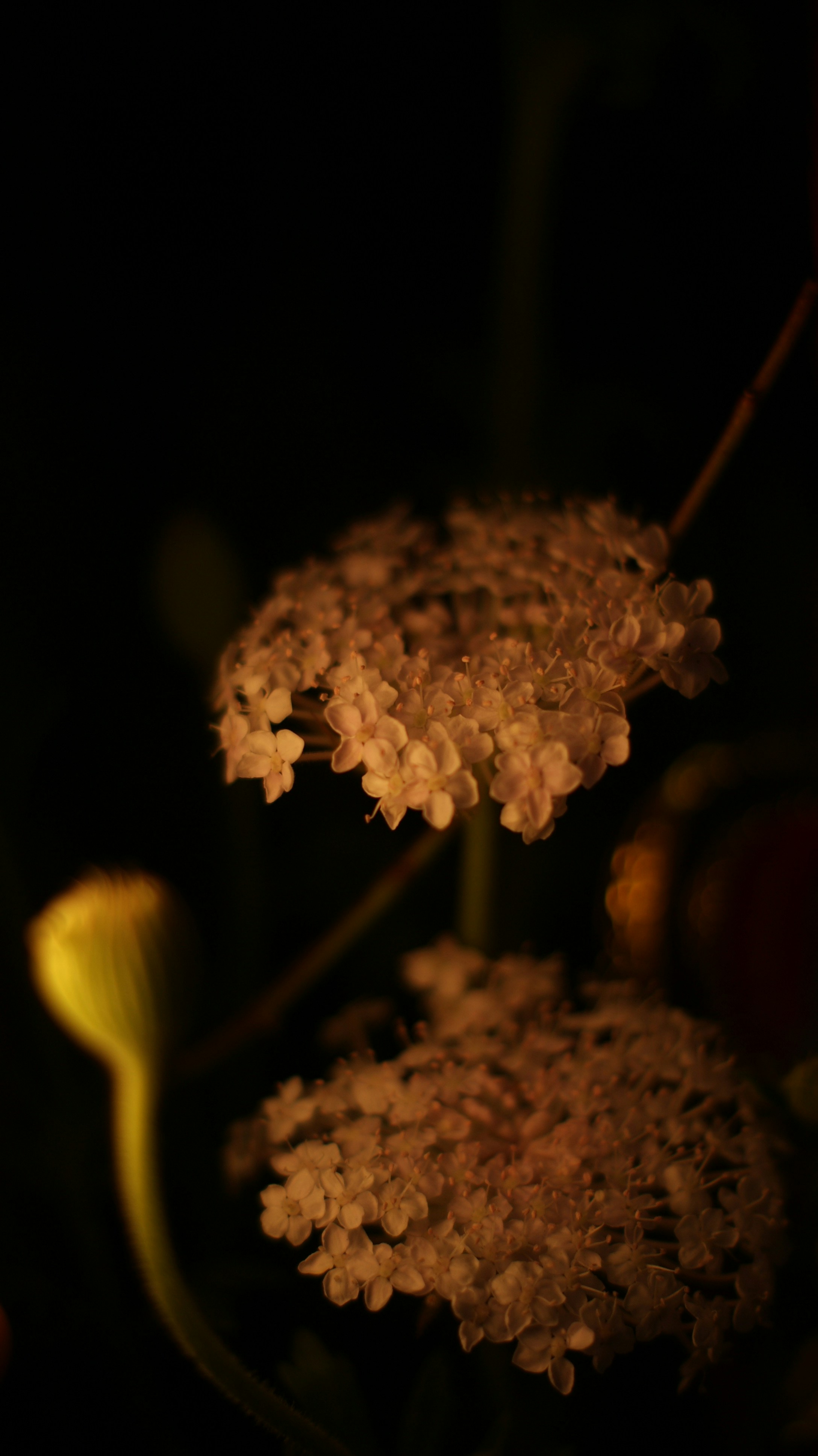 Delicate white flowers softly illuminated against a dark backdrop, showcasing their intricate details and subtle beauty.