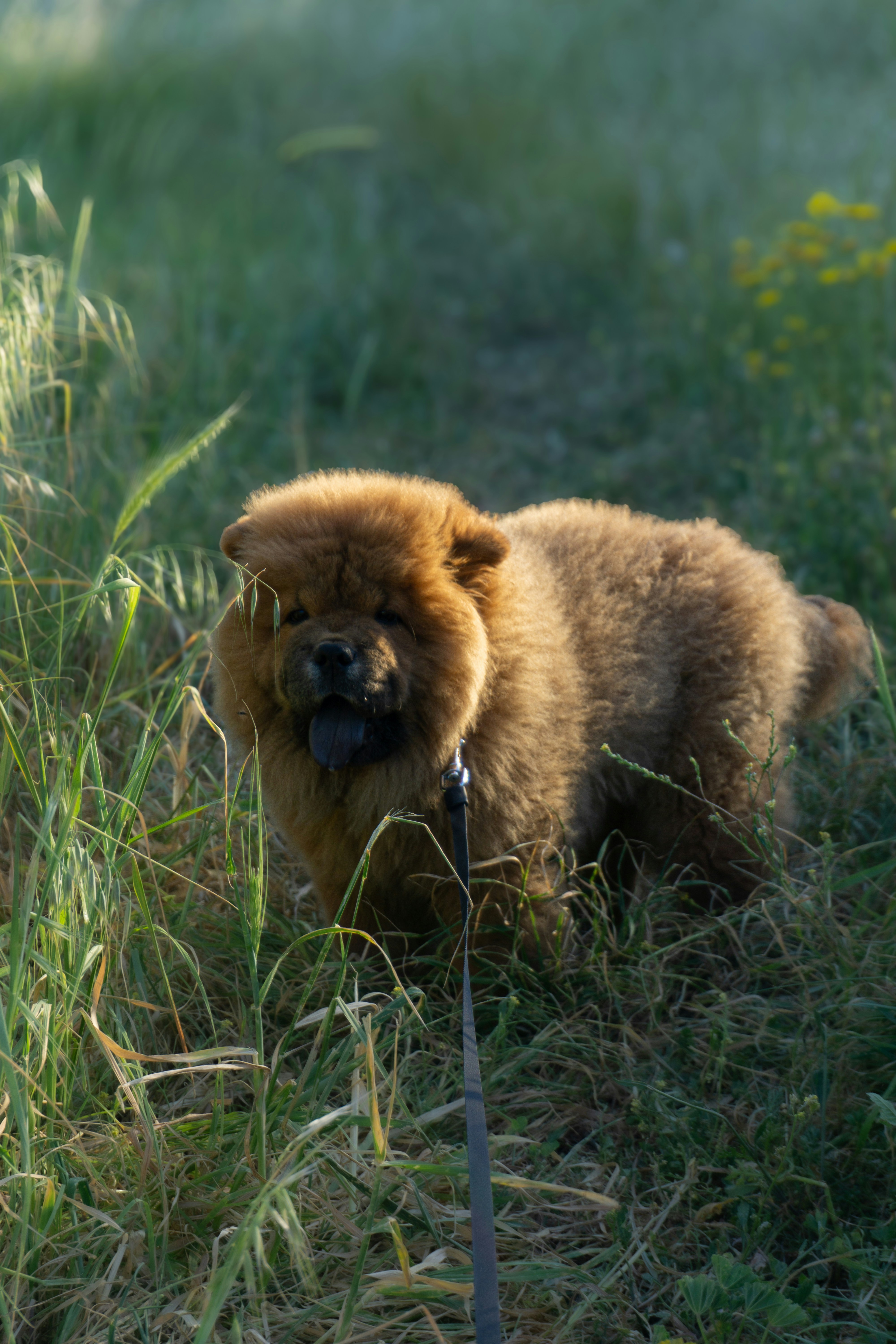 Sunlit Stance: A Fluffy Chow Chow in Meadow Light