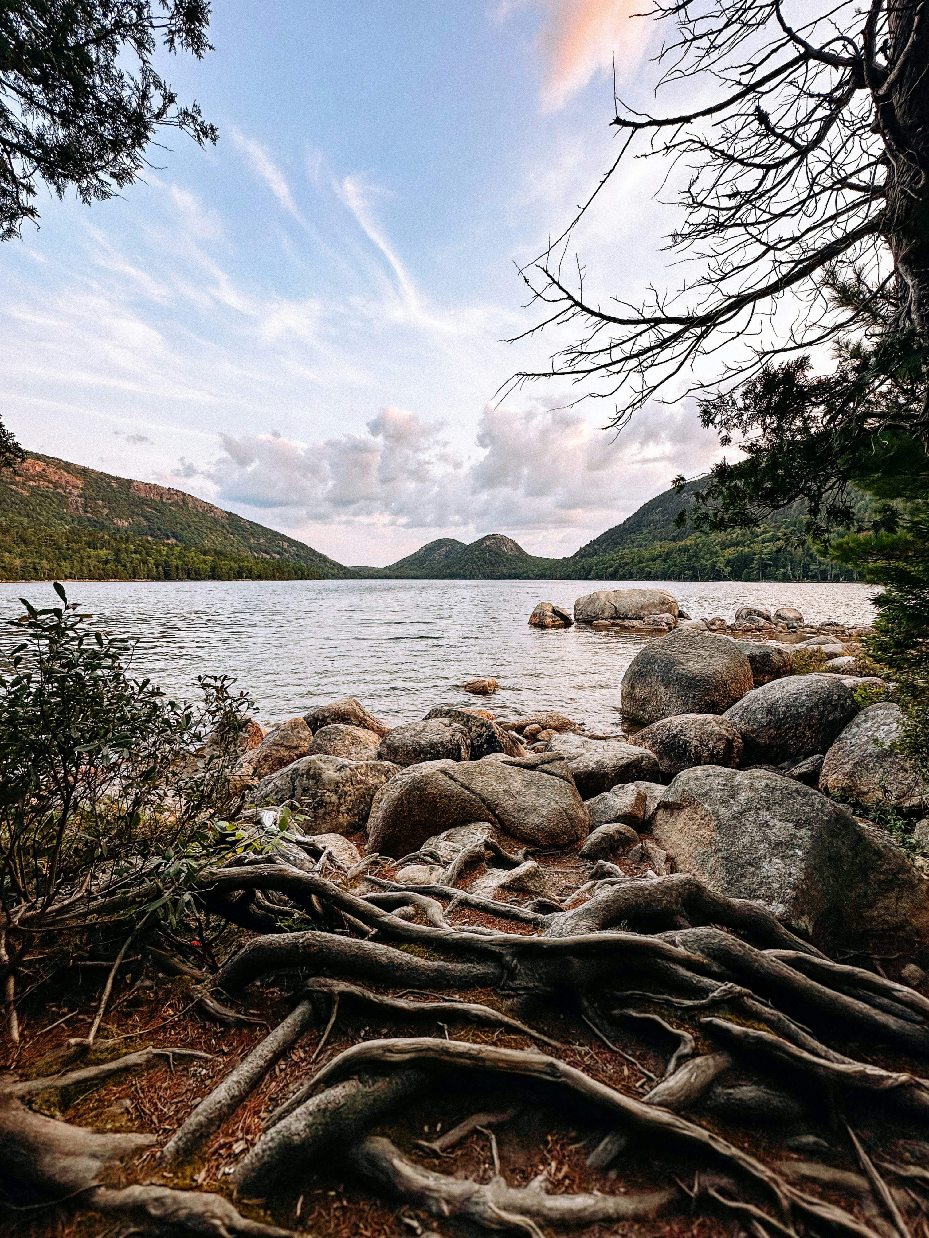 Twisted tree roots framing a view of mountains and calm waters at Jordan Pond under a cloudy sky.