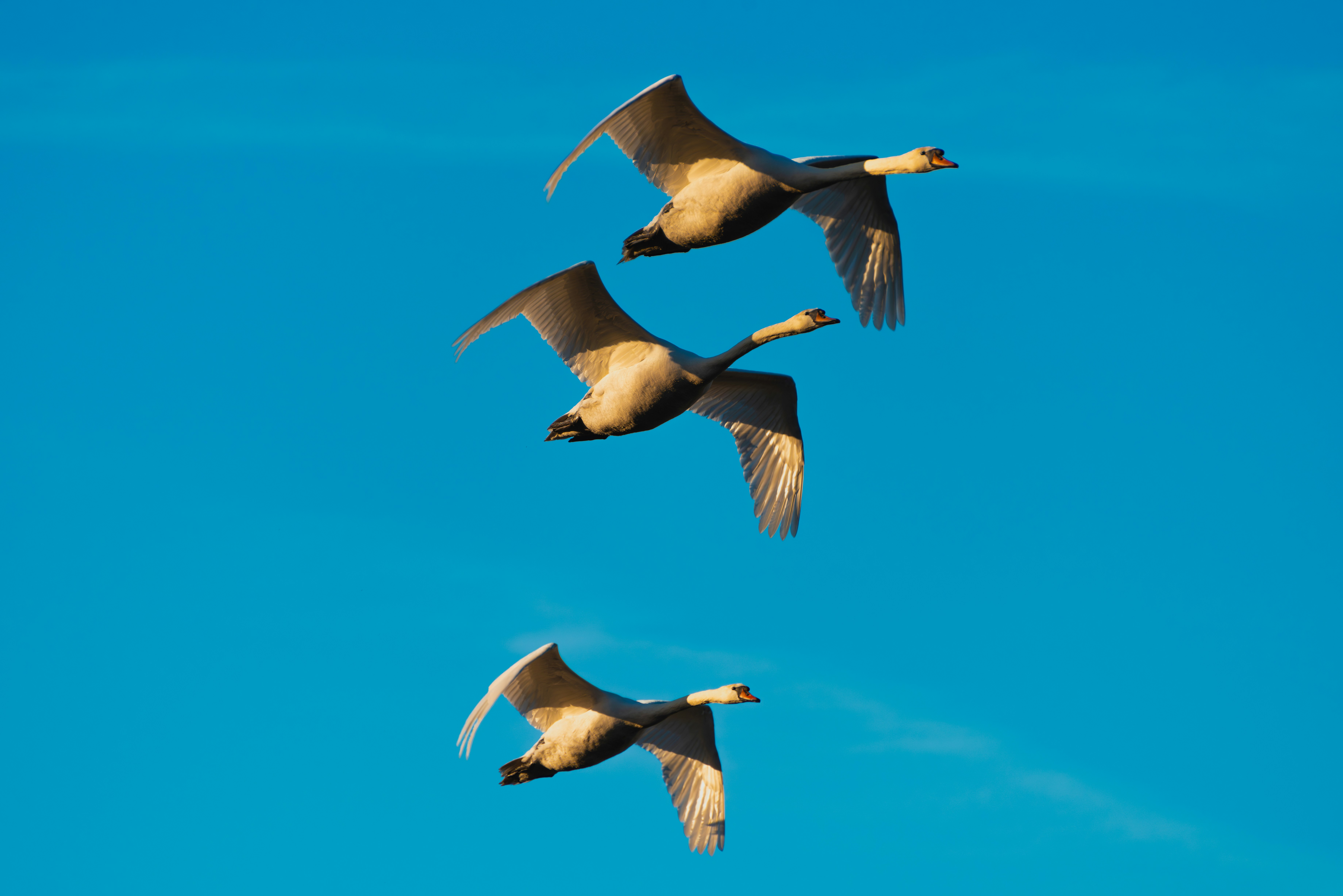 Three swans are flying in a bright blue sky. photo – Free Sea Image on ...