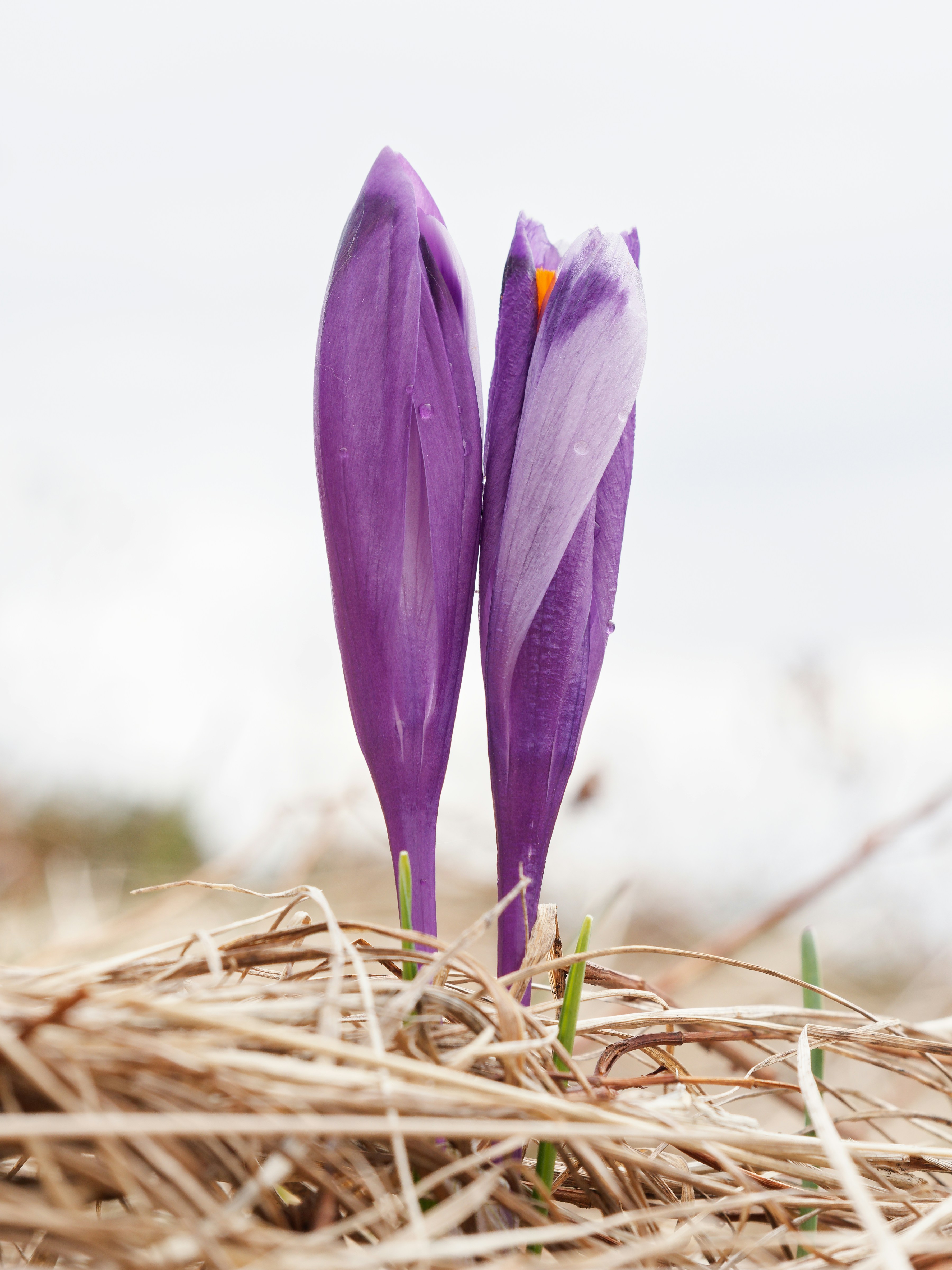 500+ Crocus Pictures [HD] | Download Free Images on Unsplash