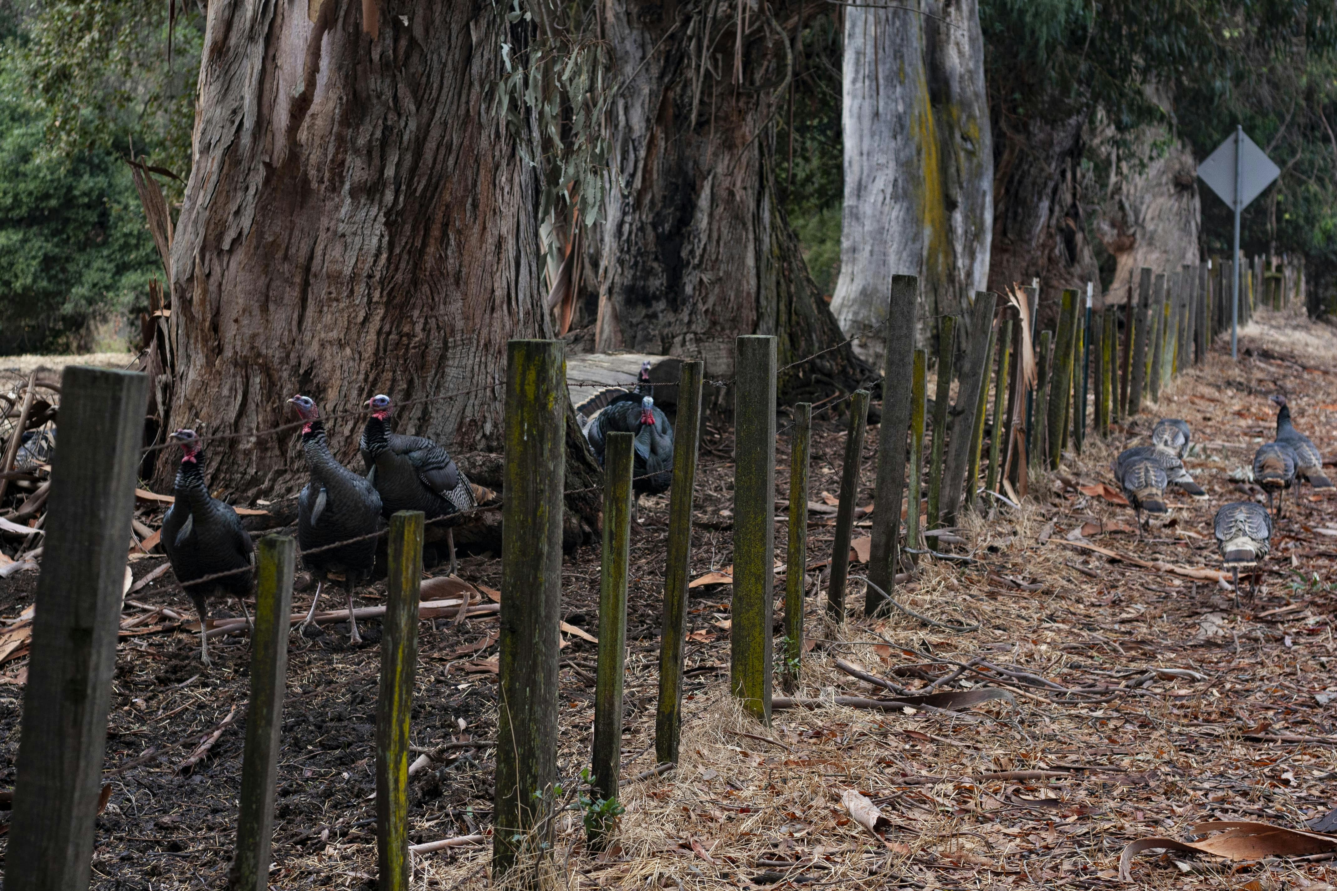 Turkeys gather near a fence along a road. photo – Free Forest Image on ...