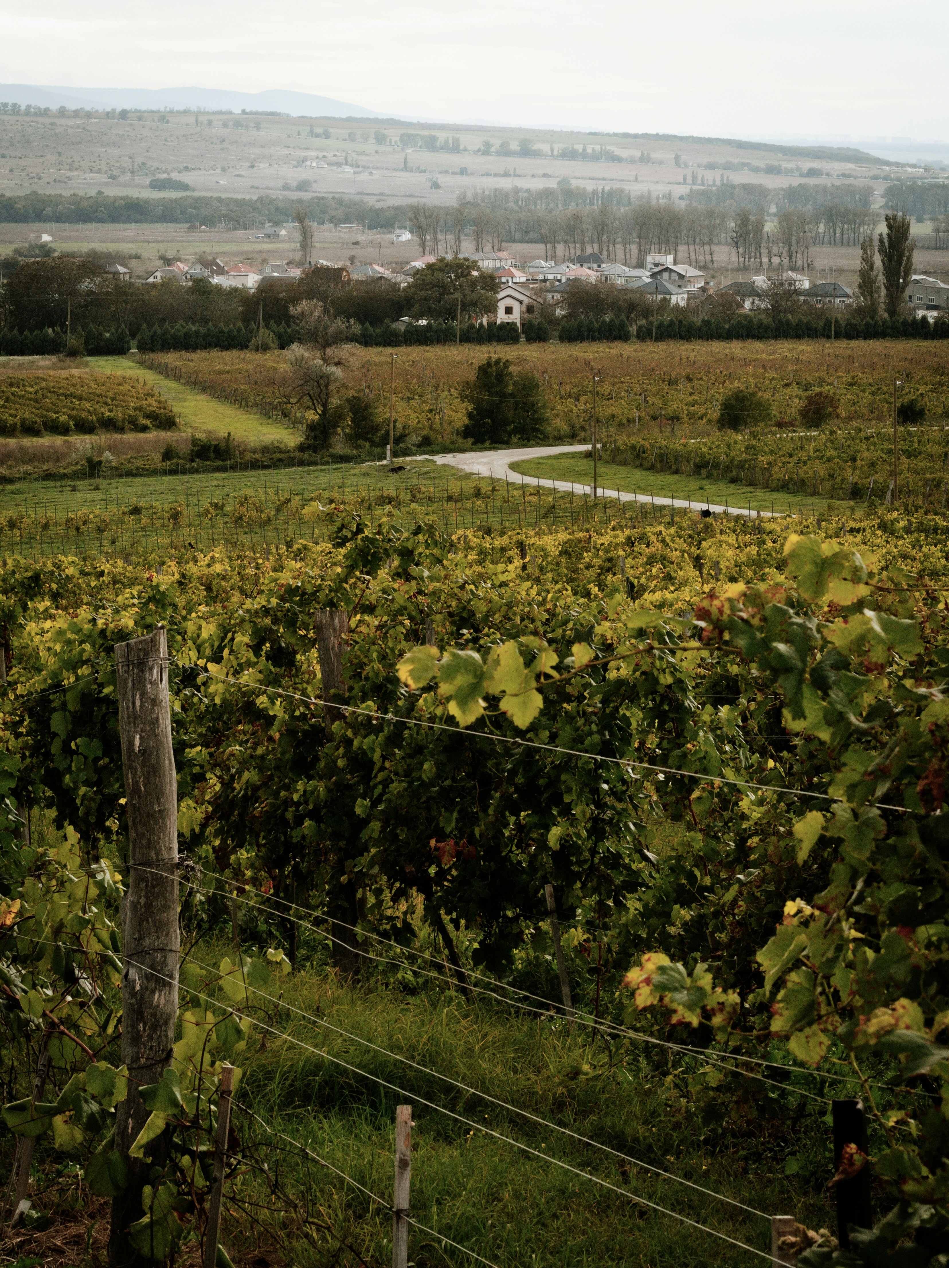 Rolling vineyards stretch towards a distant town under an overcast sky, with a winding path cutting through the lush greenery.