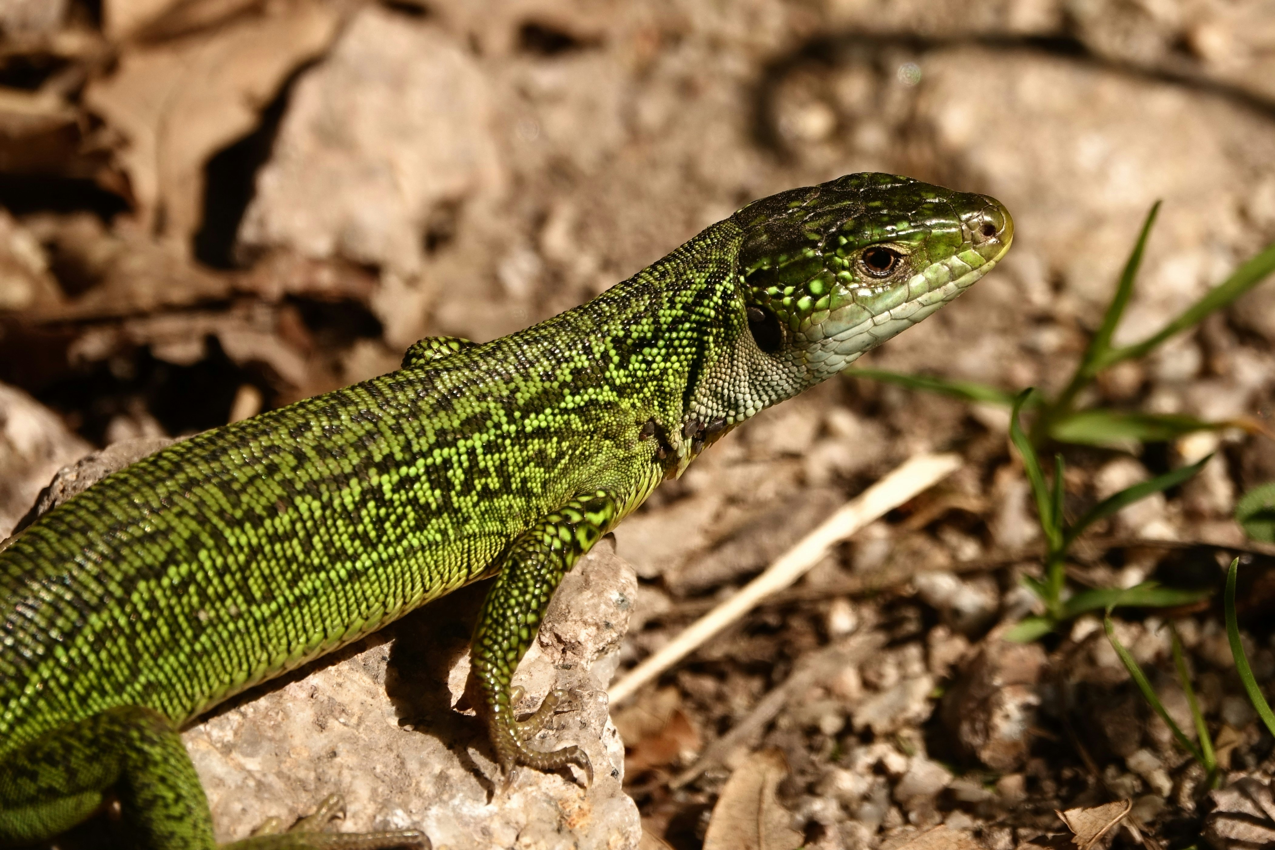 Western green lizard basking on sunlit rocks with textured skin and vibrant green hues.