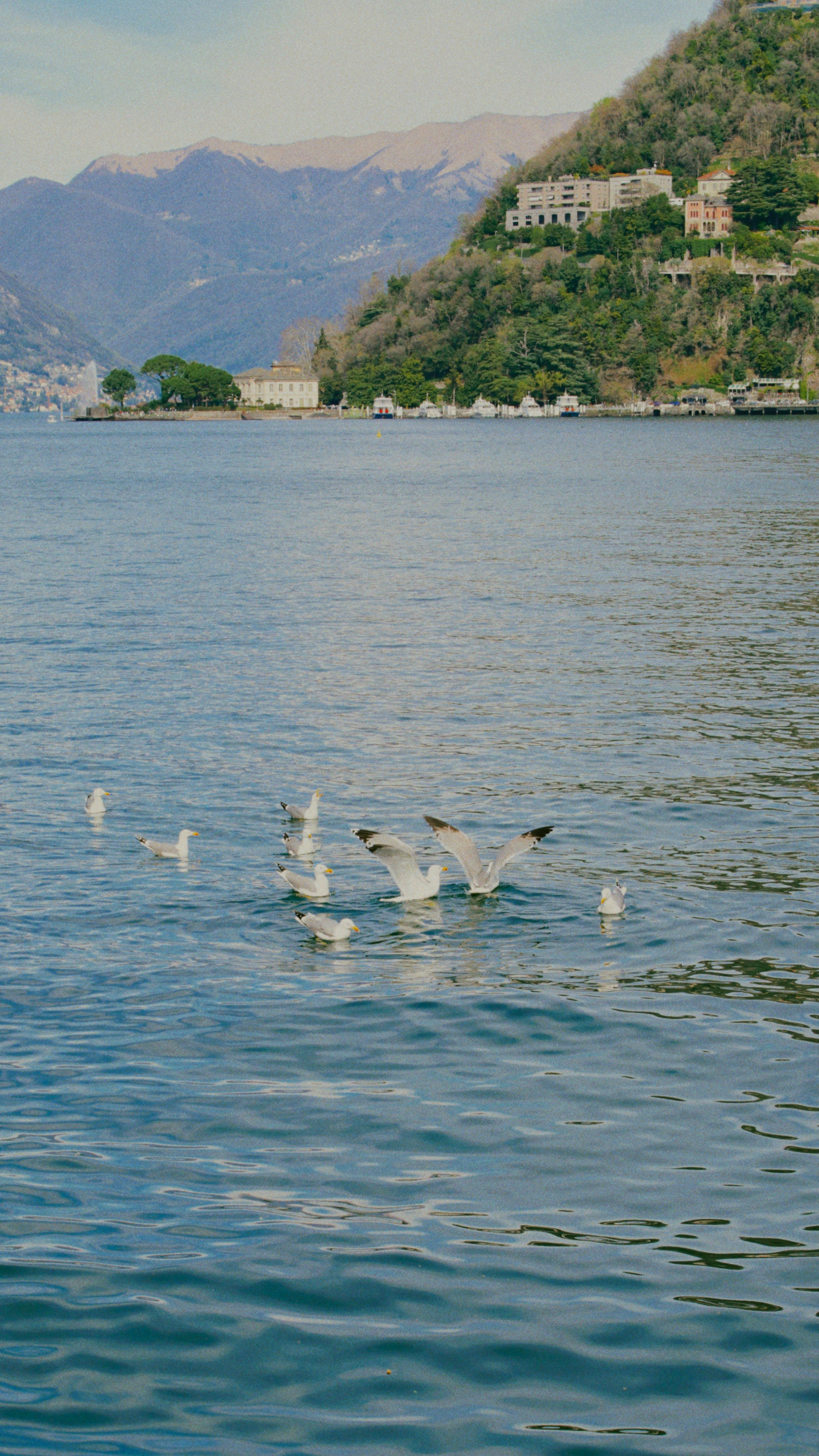 Seagull Squadron over a Tranquil Alpine Lake