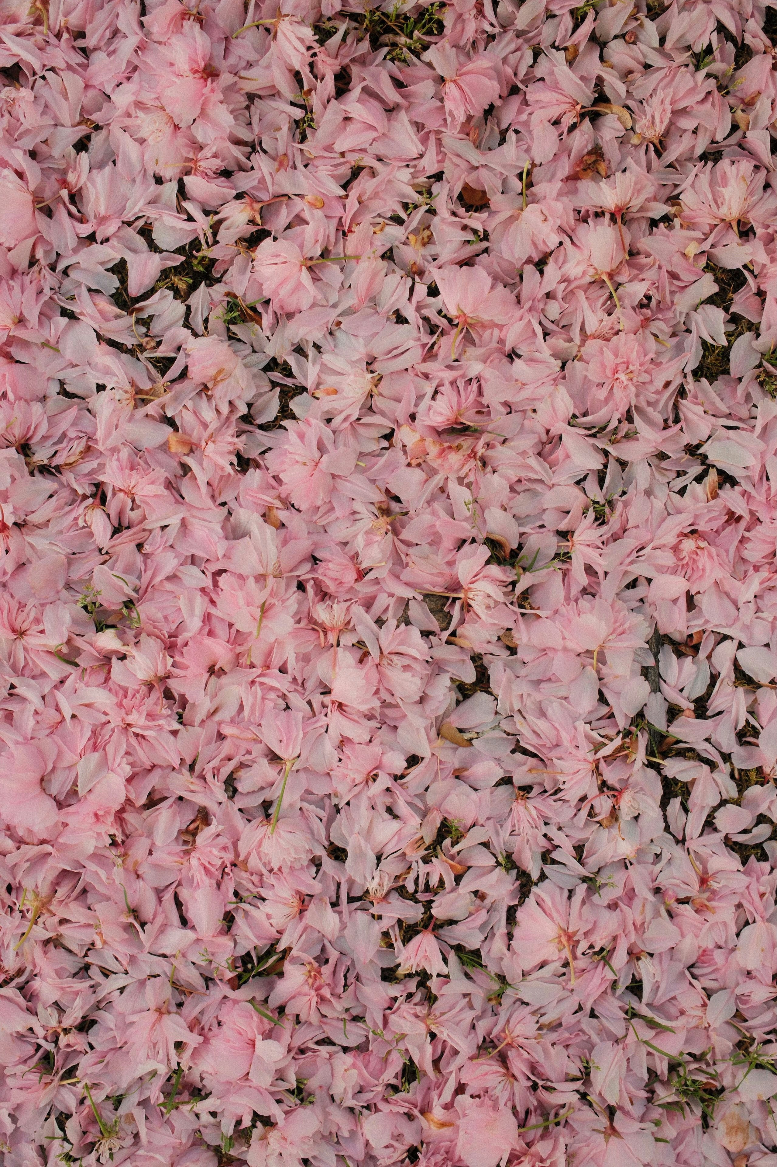 Petal Carpet: A Quiet Pink Field of Fallen Blossoms