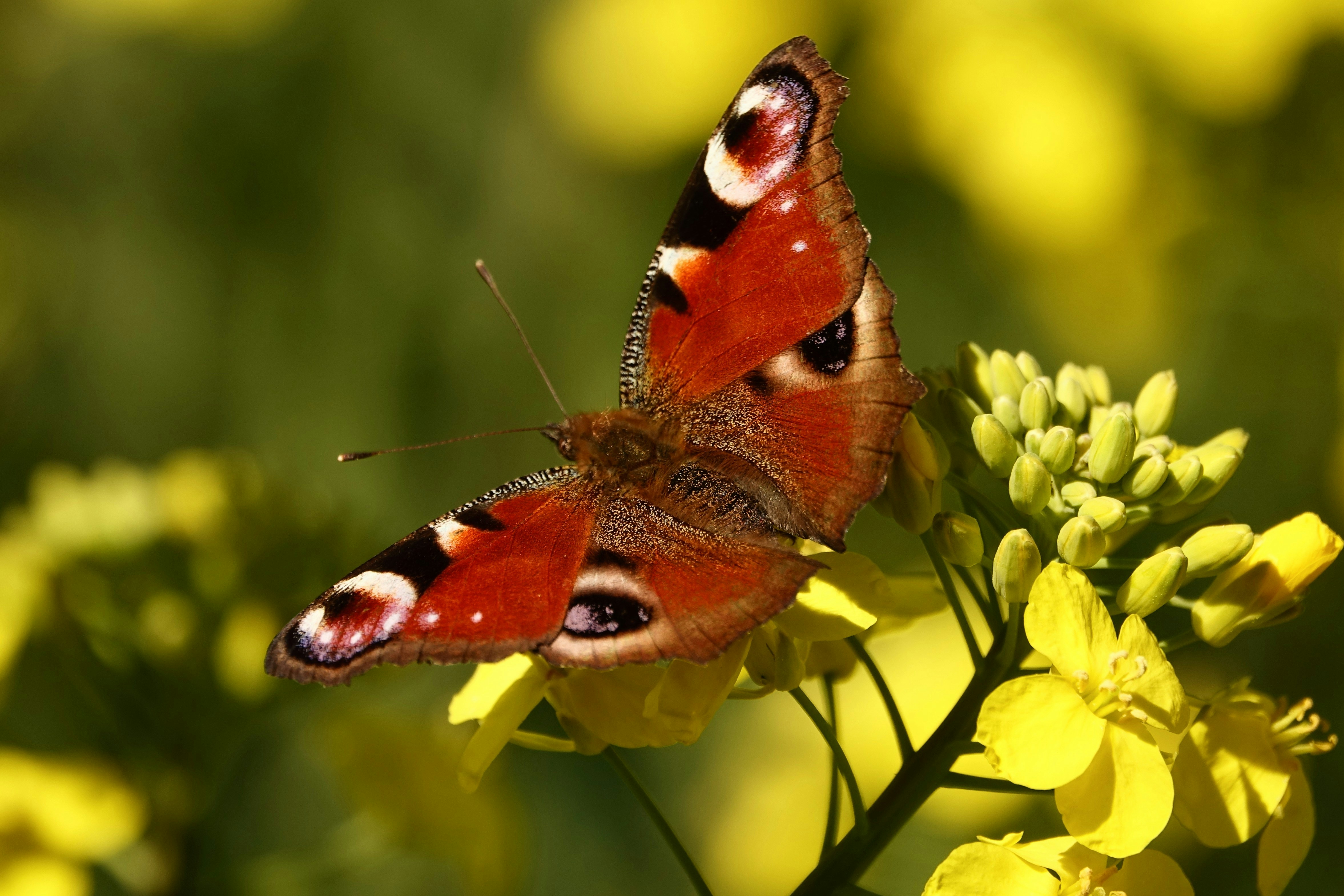 European peacock butterfly resting on bright yellow flowers in sunlight.