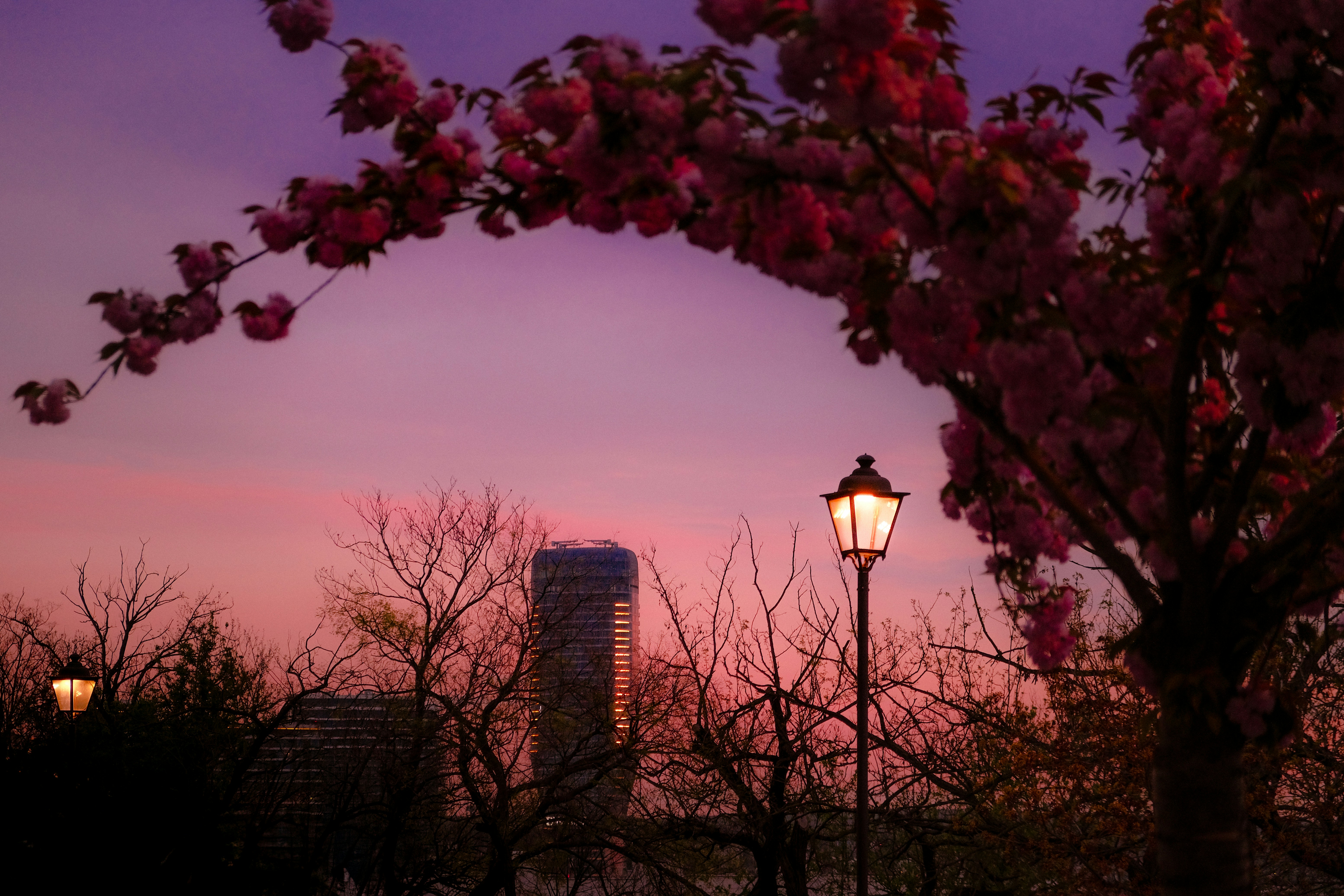 Twilight Lantern Between Blossom Arches and a Distant Skyline