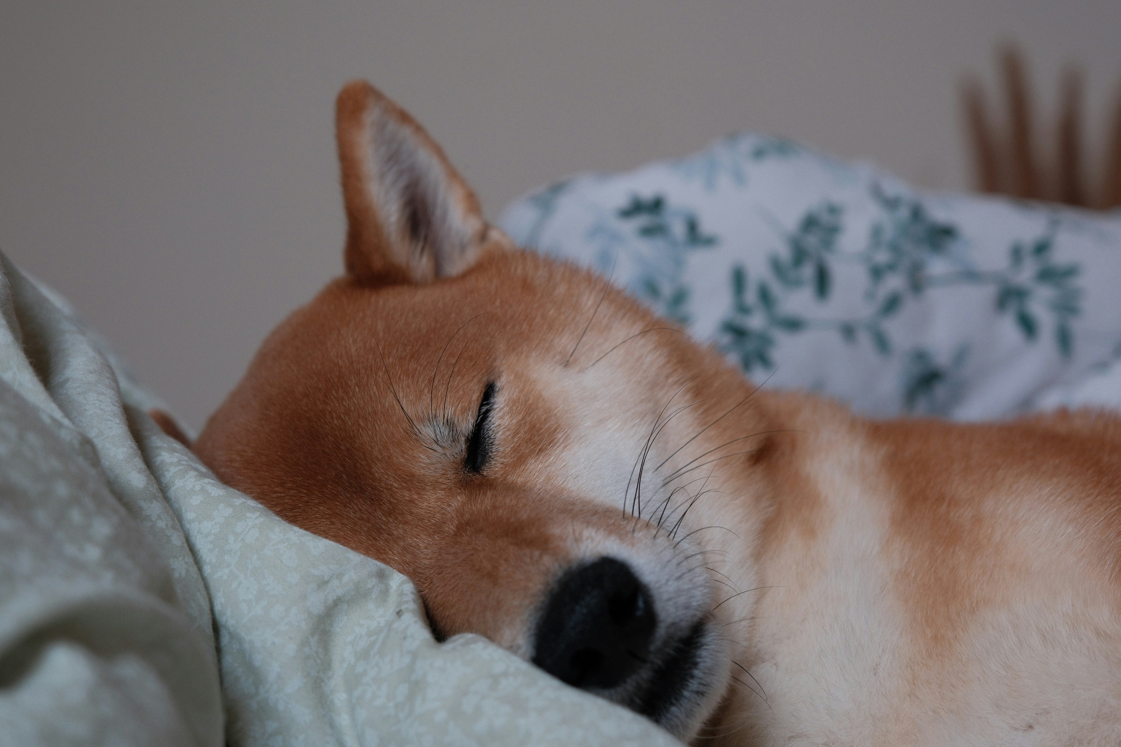 시바 이누는 침대에서 곤히 잠을 자고 있습니다. 사진 – Unsplash의 무료 개 이미지