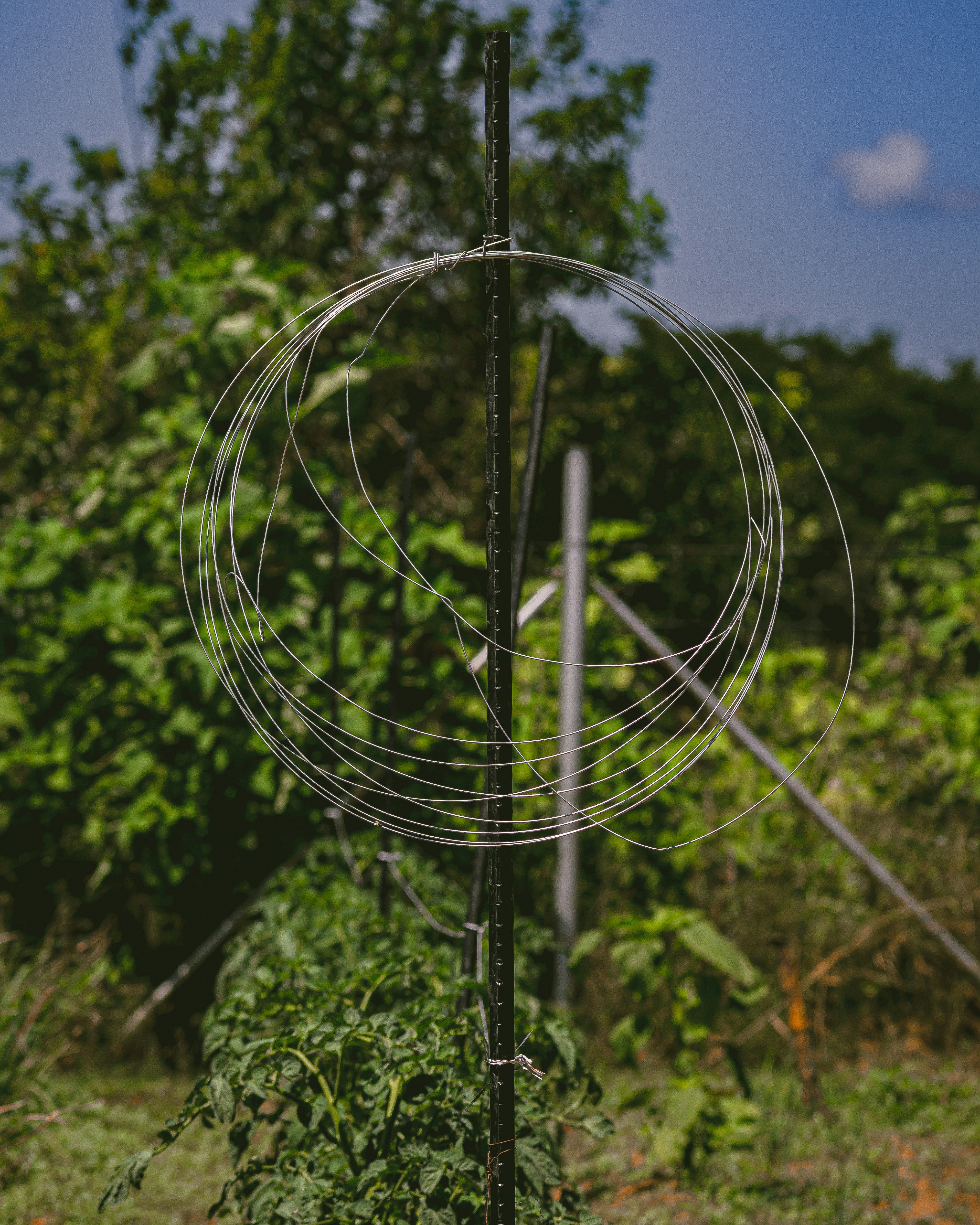 Circular Wire Glyph Framed by a Sunlit Garden Stake